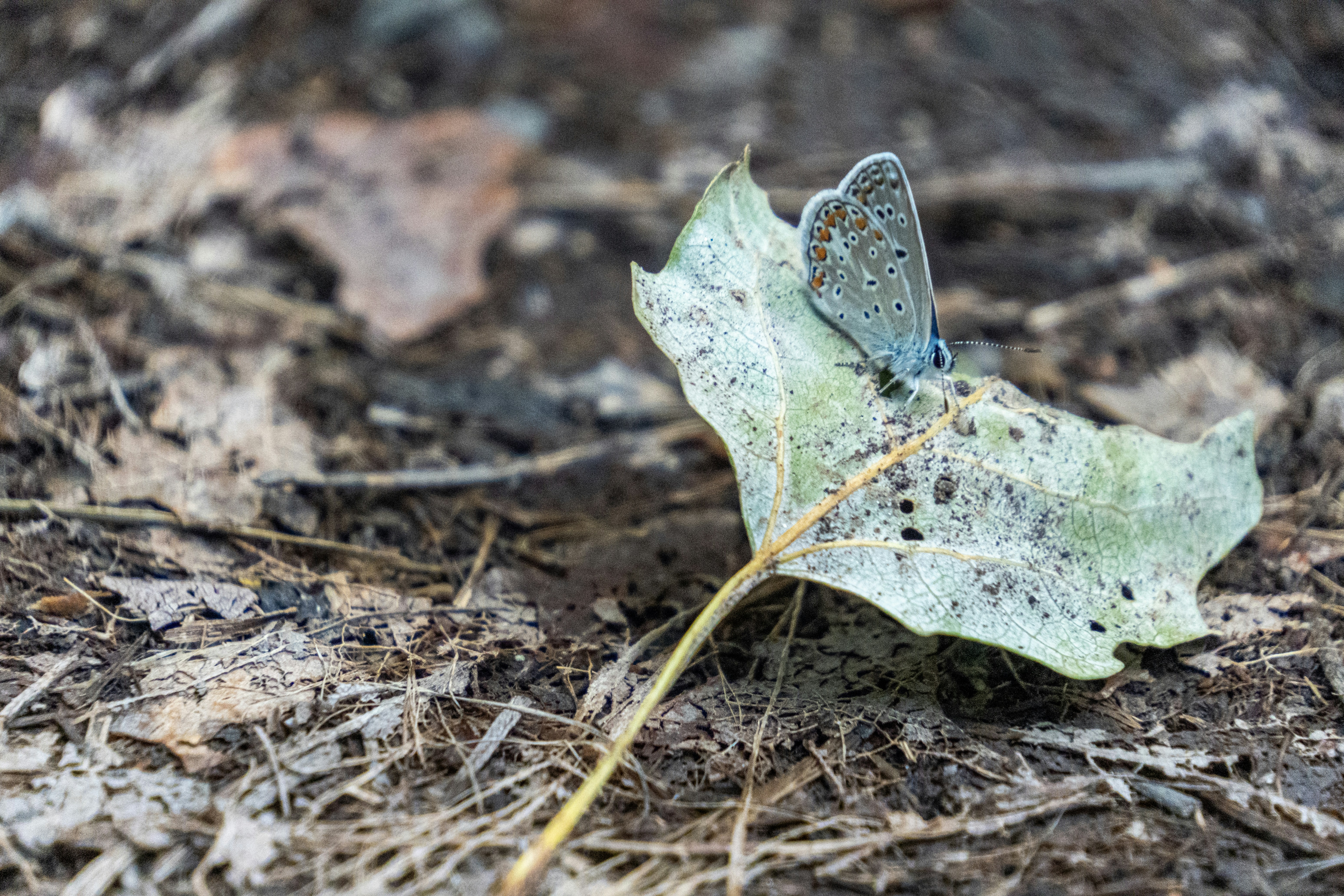 Azure butterfly resting on an aged maple leaf amid forest floor debris