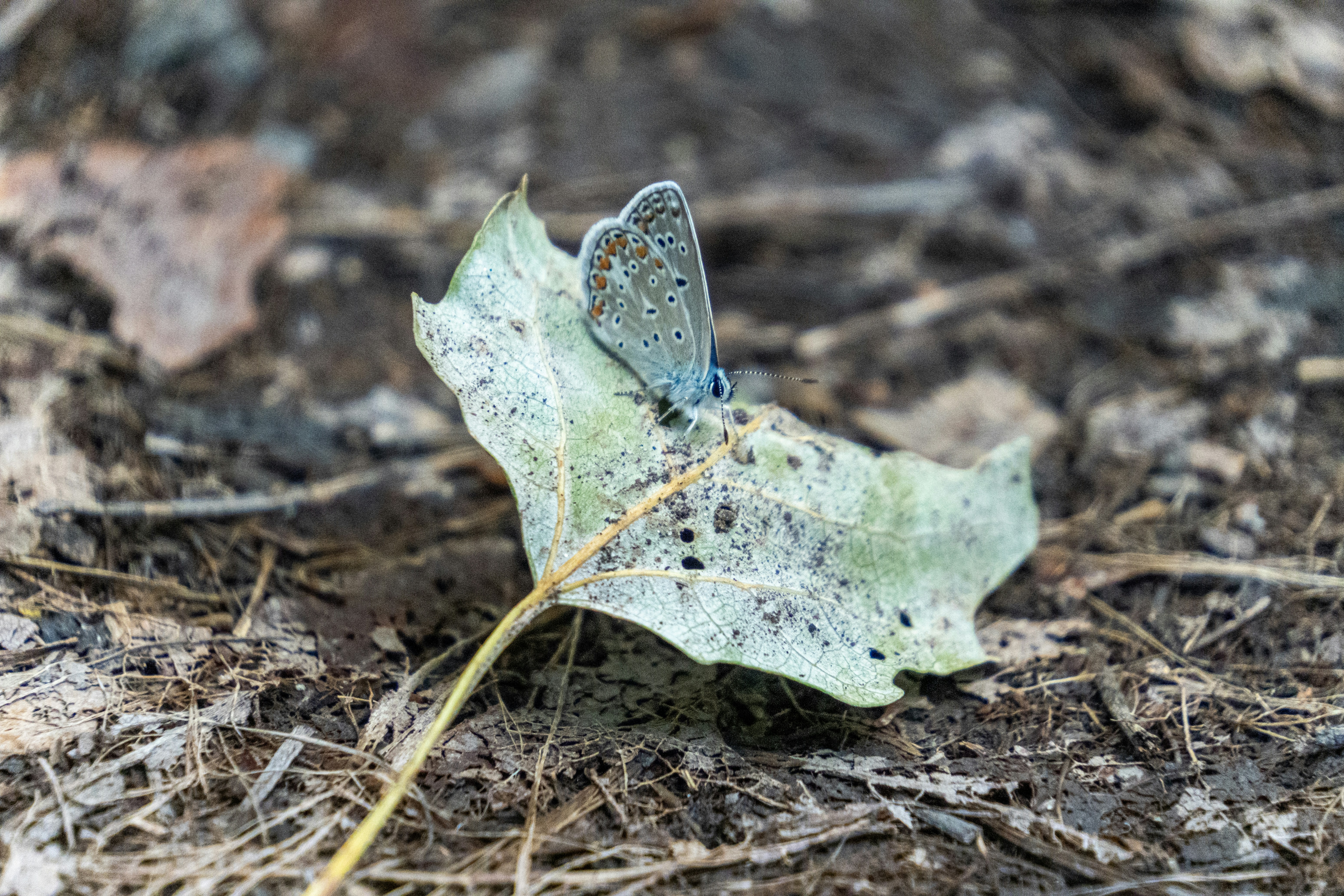 Bluewing on Soil: A Quiet Forest Moment