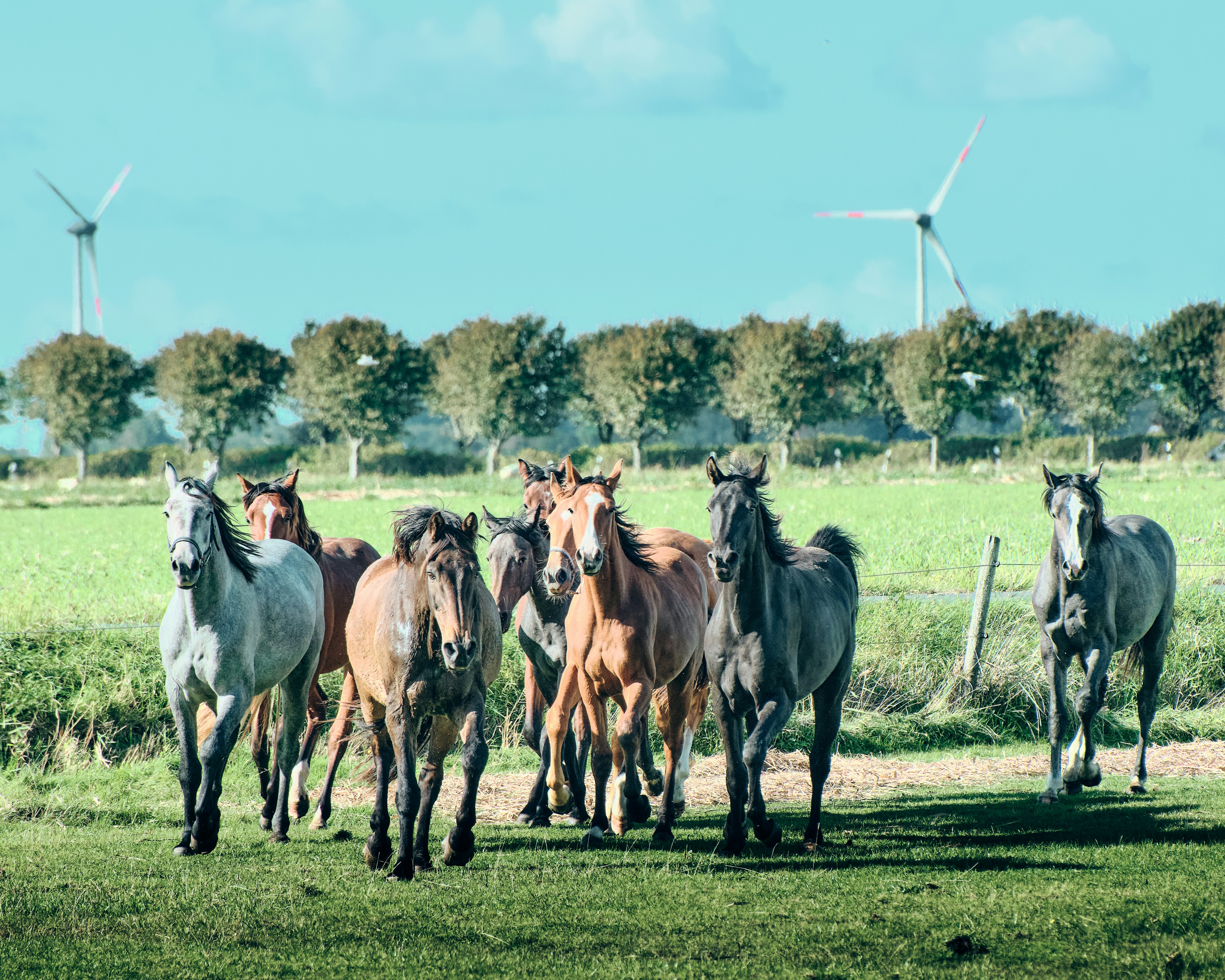 Herd on the Green Corridor under Wind Turbines