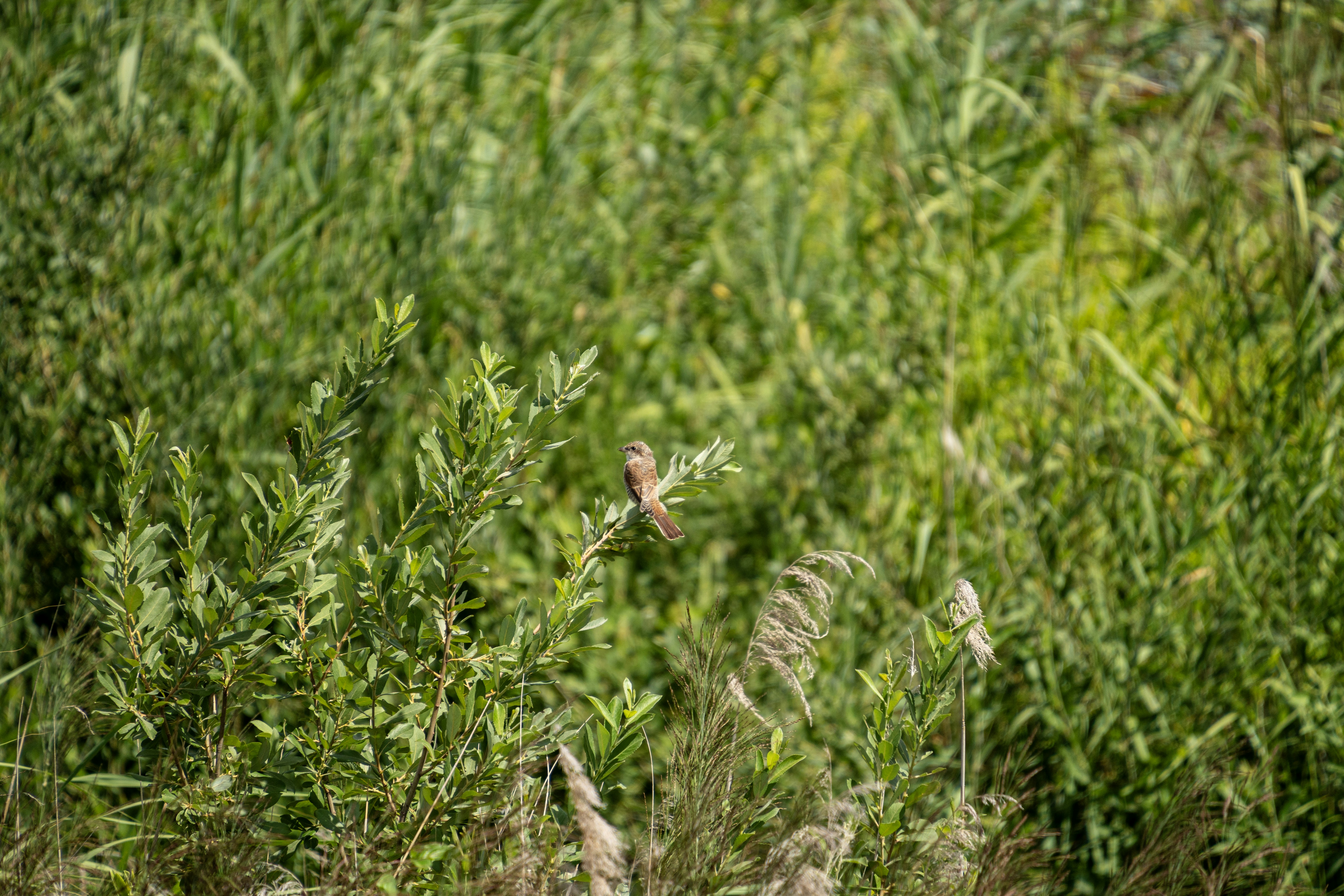 A lone perched dragonfly amid sunlit grasses