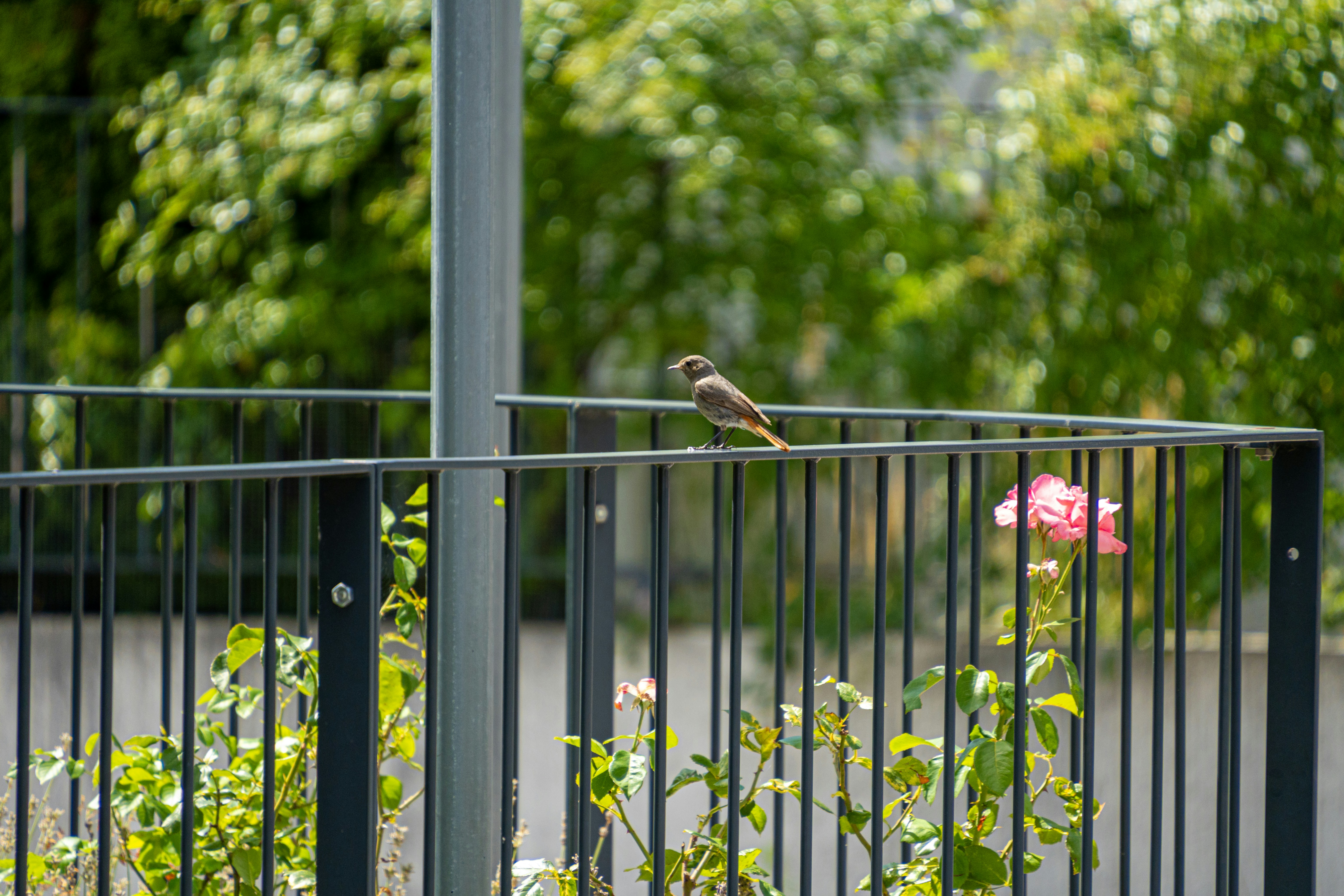 Rooftop Perch: A Small Bird on a Metal Rail