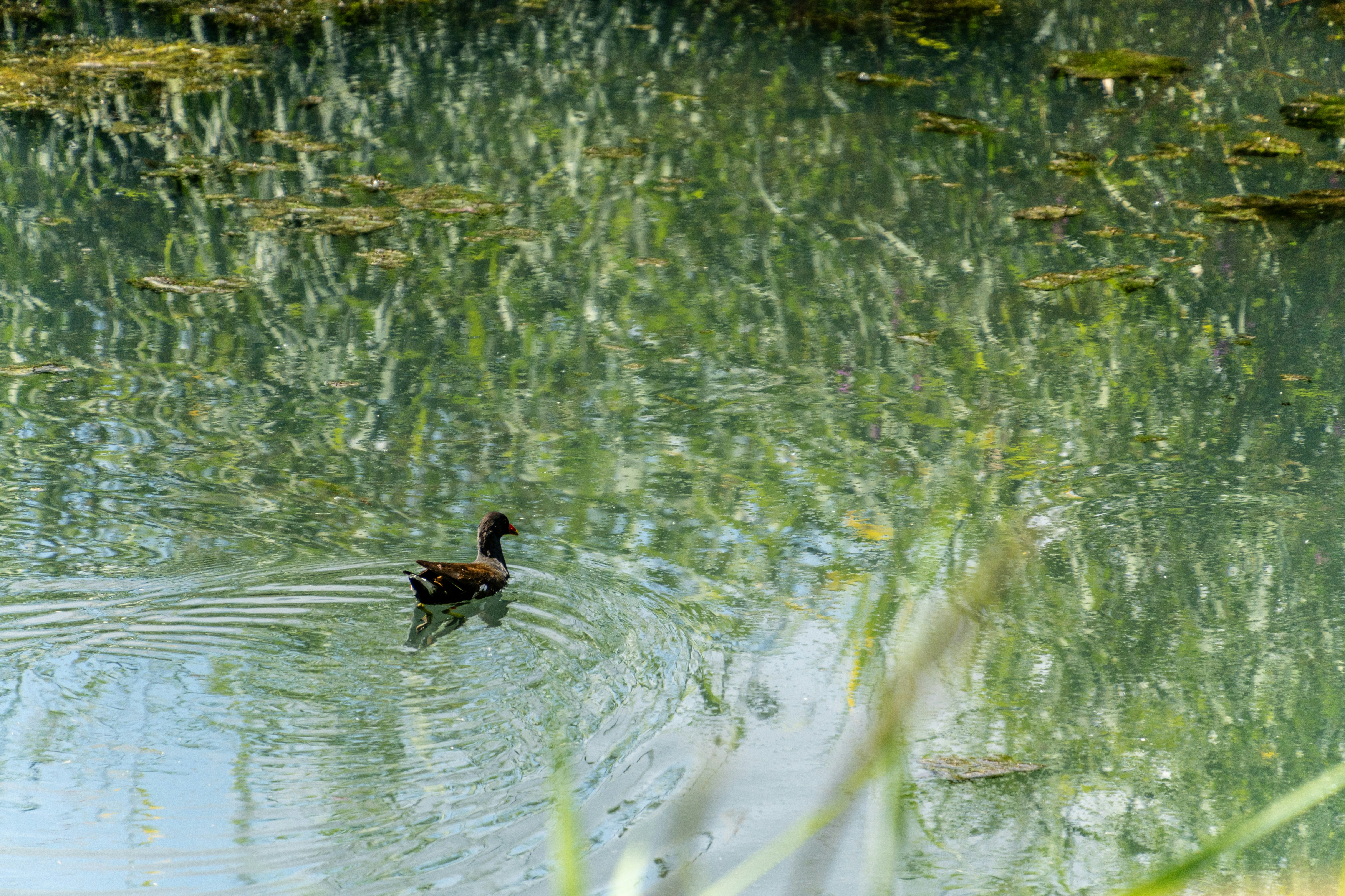 Single Grebe Gliding Across a Quiet Green Reservoir