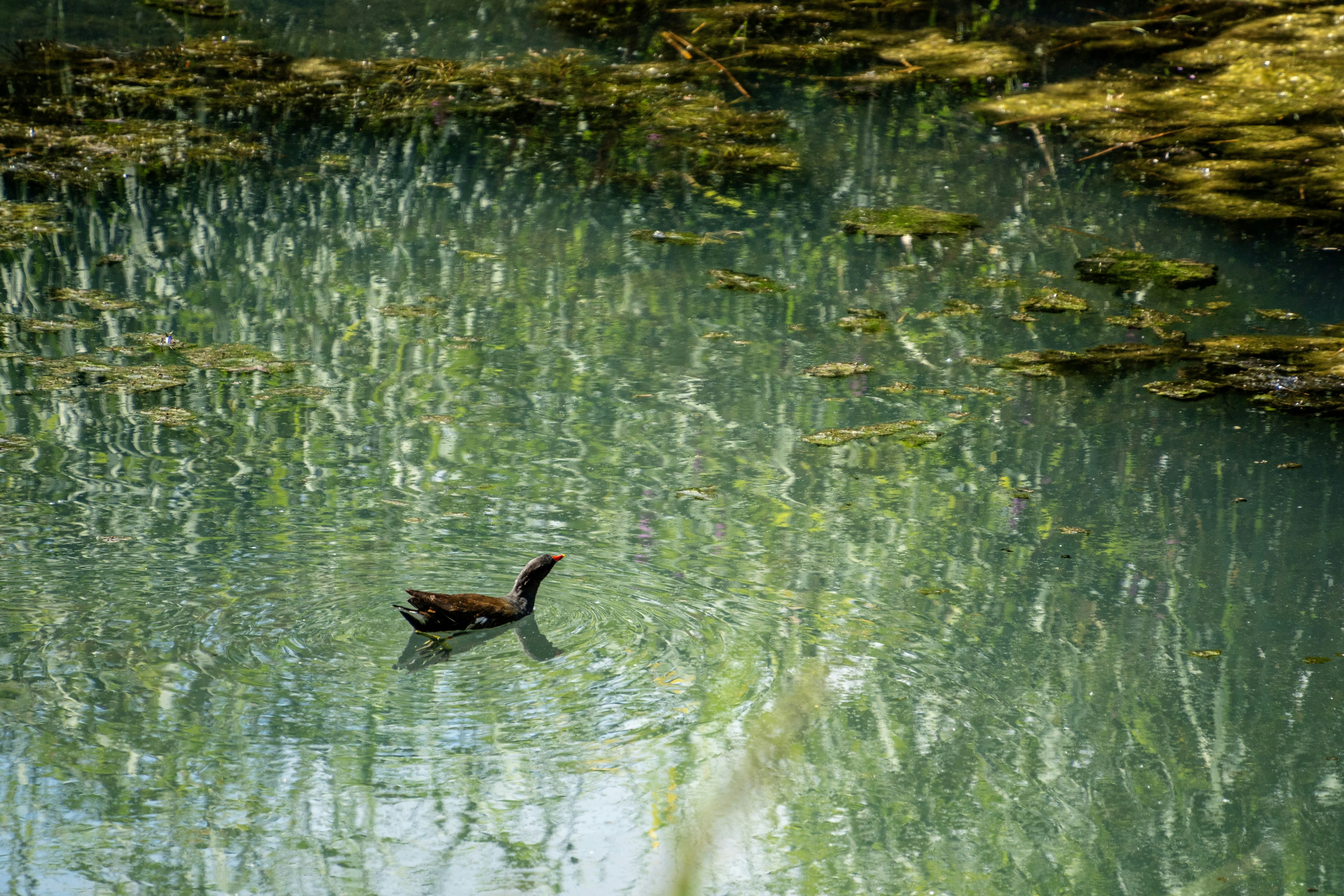 Diver in a Quiet Green Mirror
