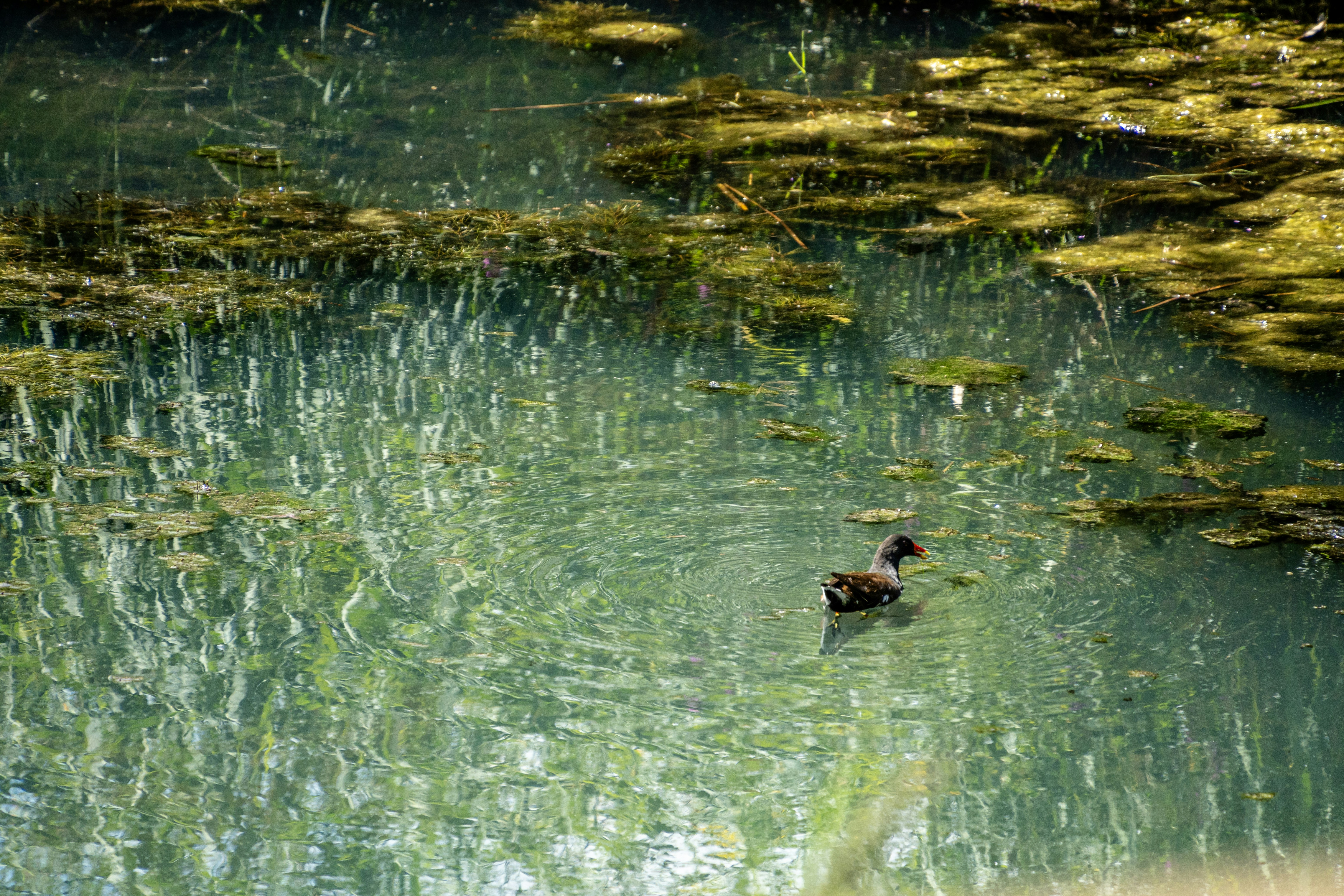 Single Duck Drifts through a Quiet Lily-Covered Pond