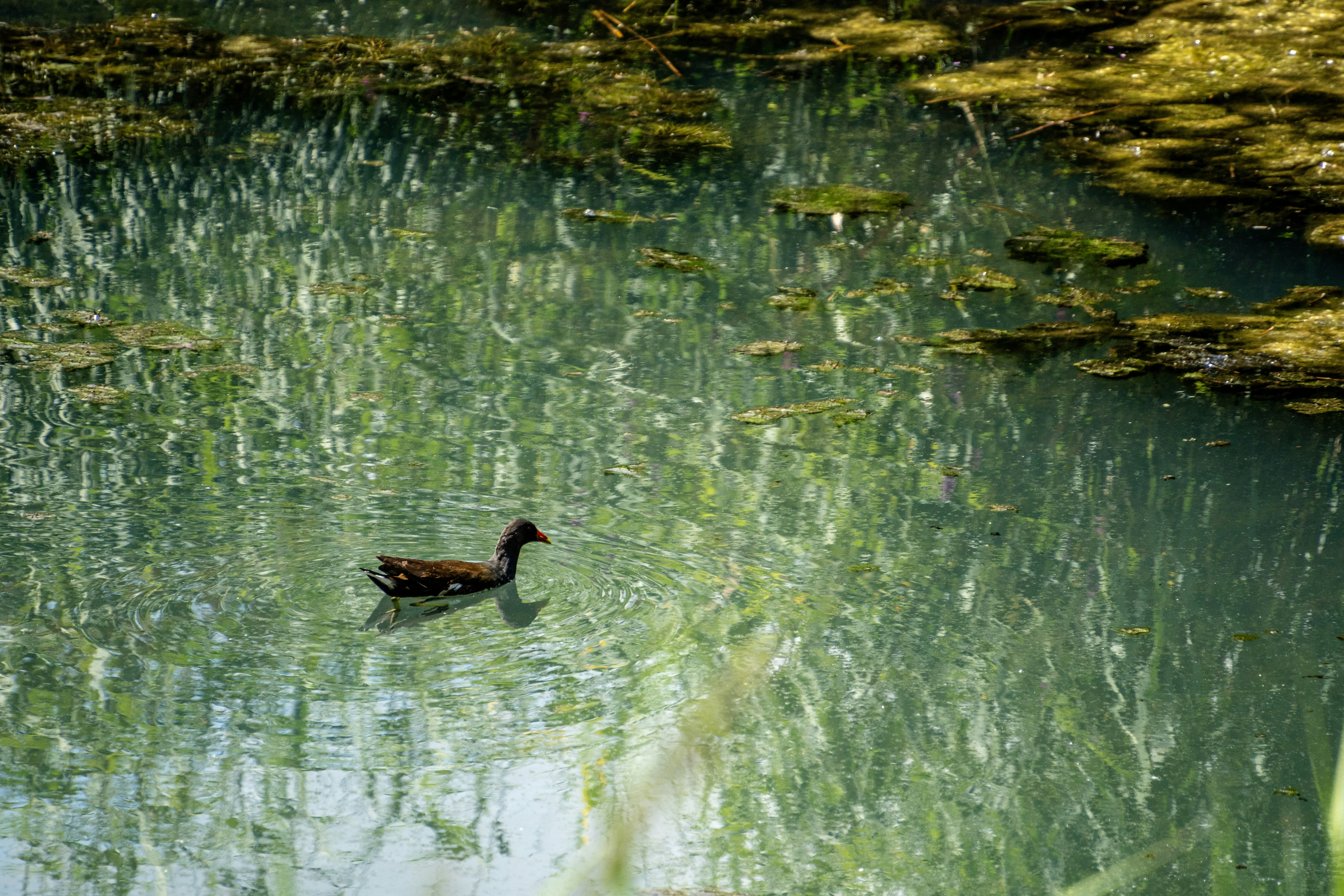 Single Mallard Glide Across a Mirror-Tilted Pond