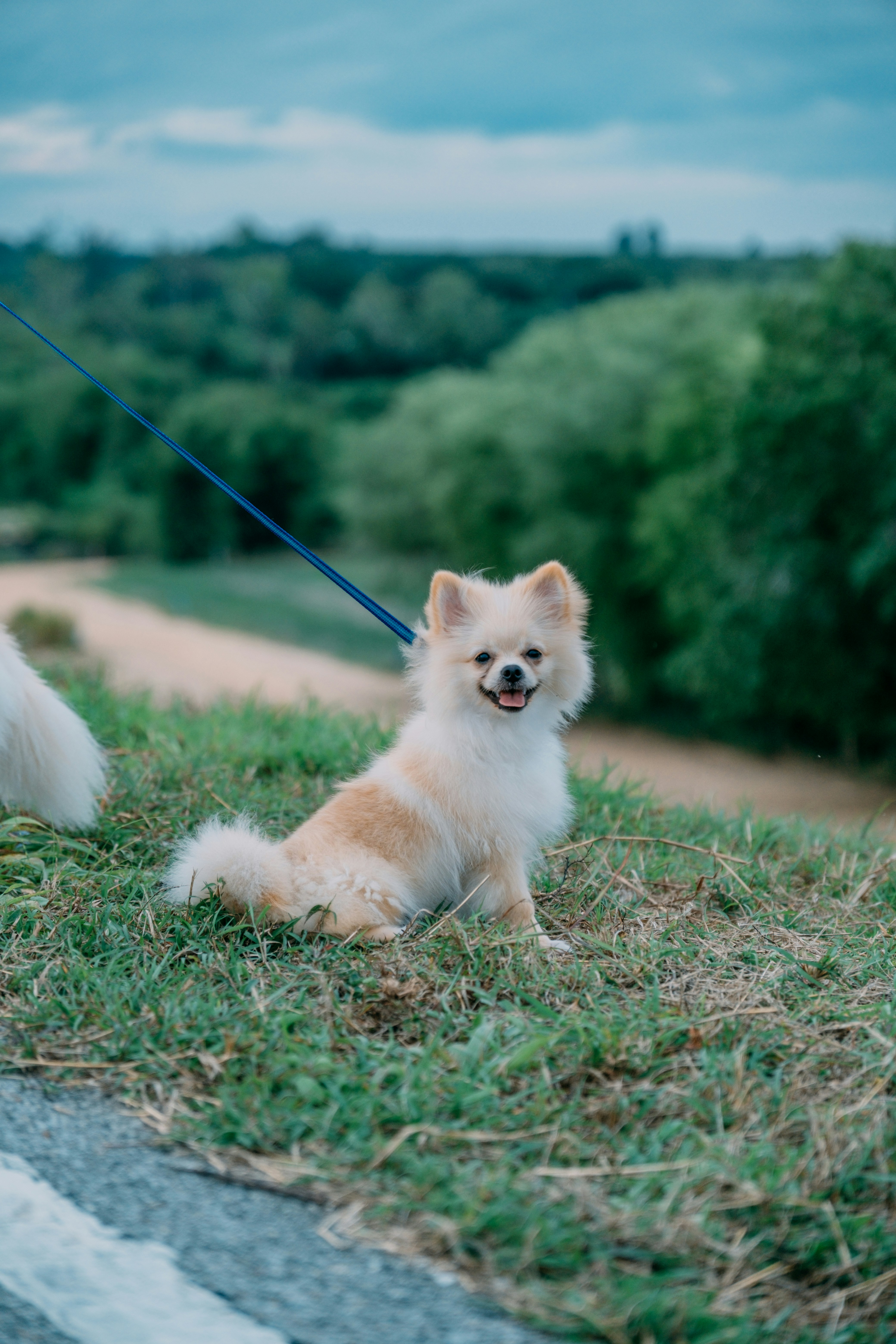 Creamy Poodle on a Gentle Hill Overlooking a Green River Bend