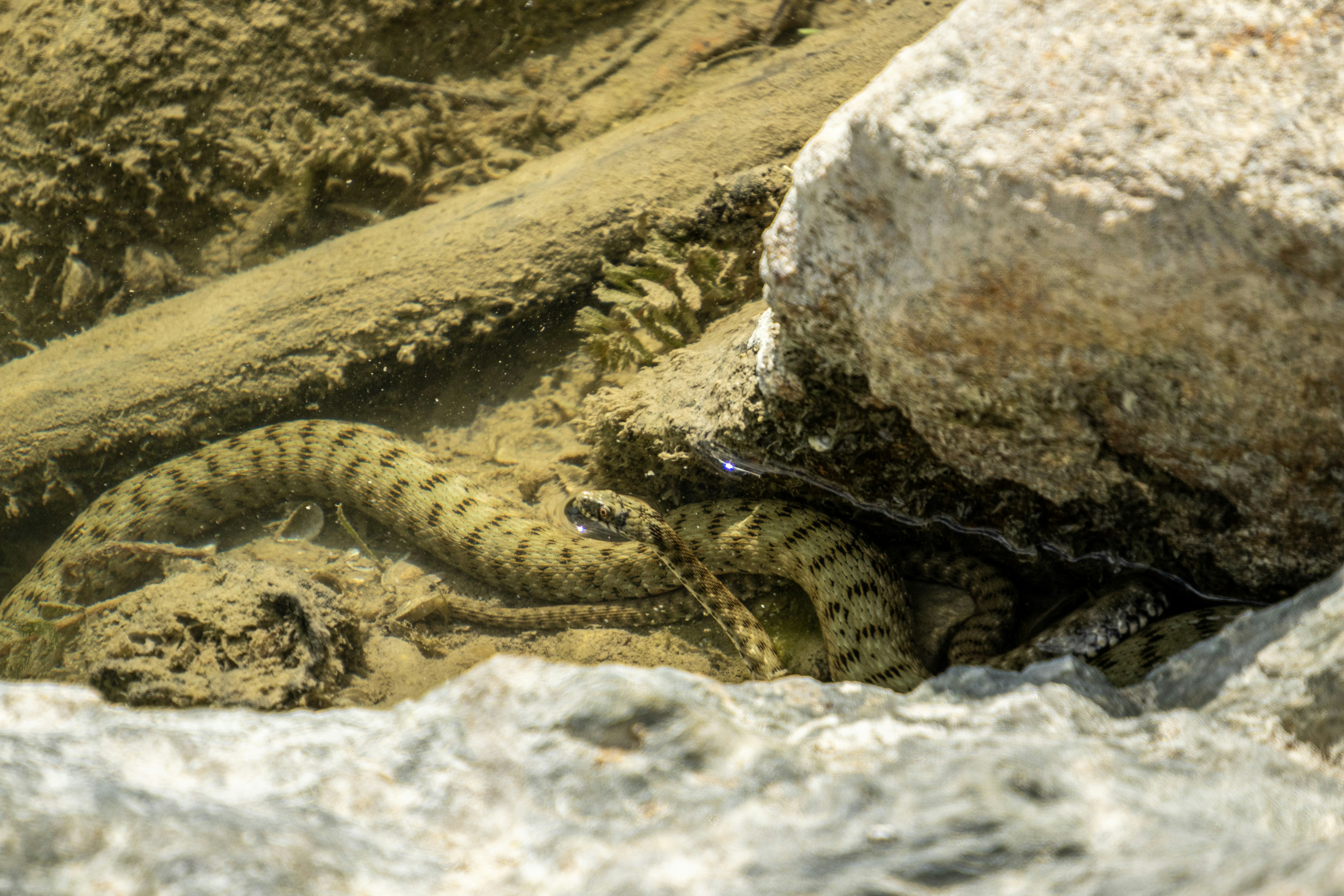 Coiled Vigil: A Desert Harbor Snake Amid Stones