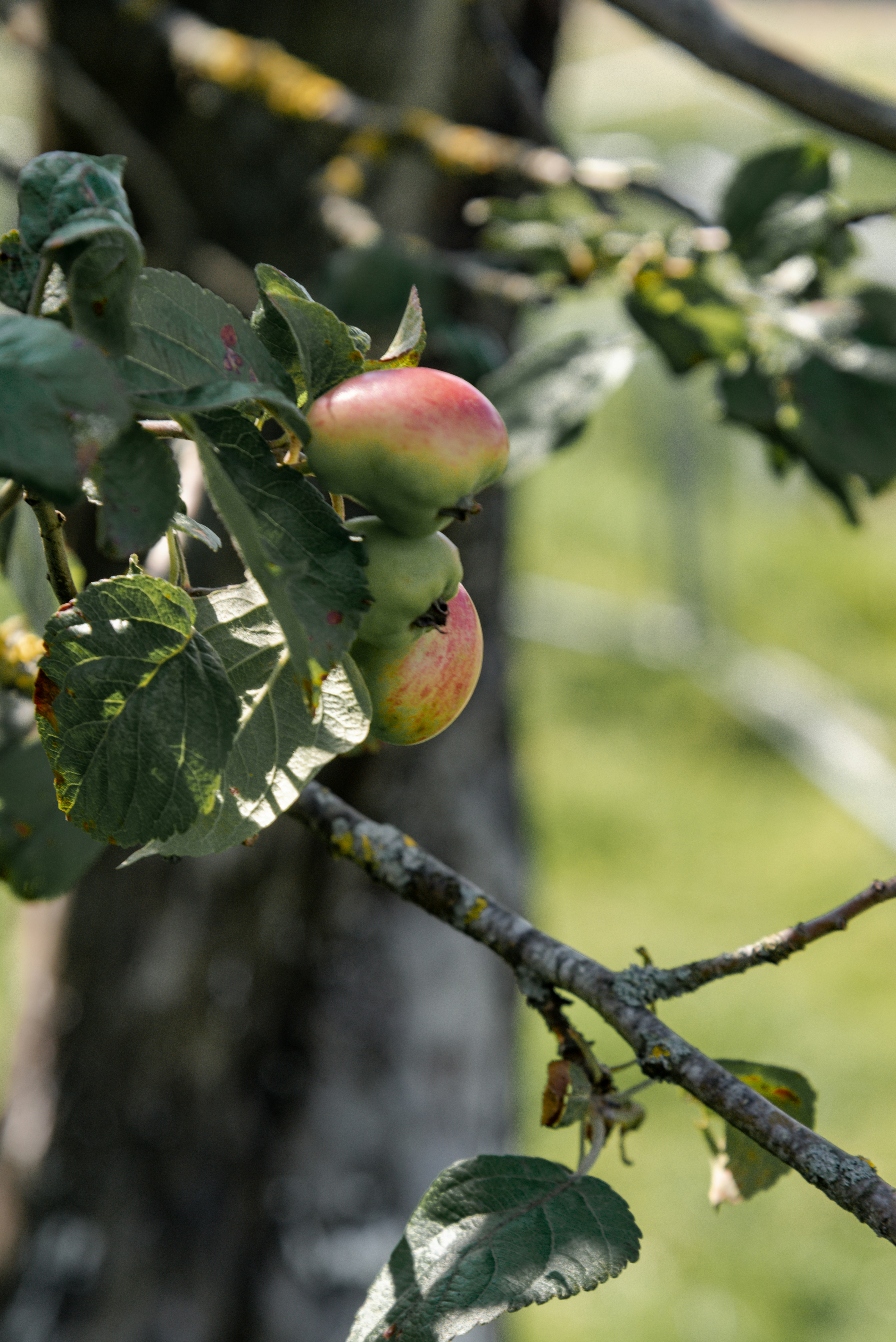 Apple duo at eye level: a sunlit orchard moment