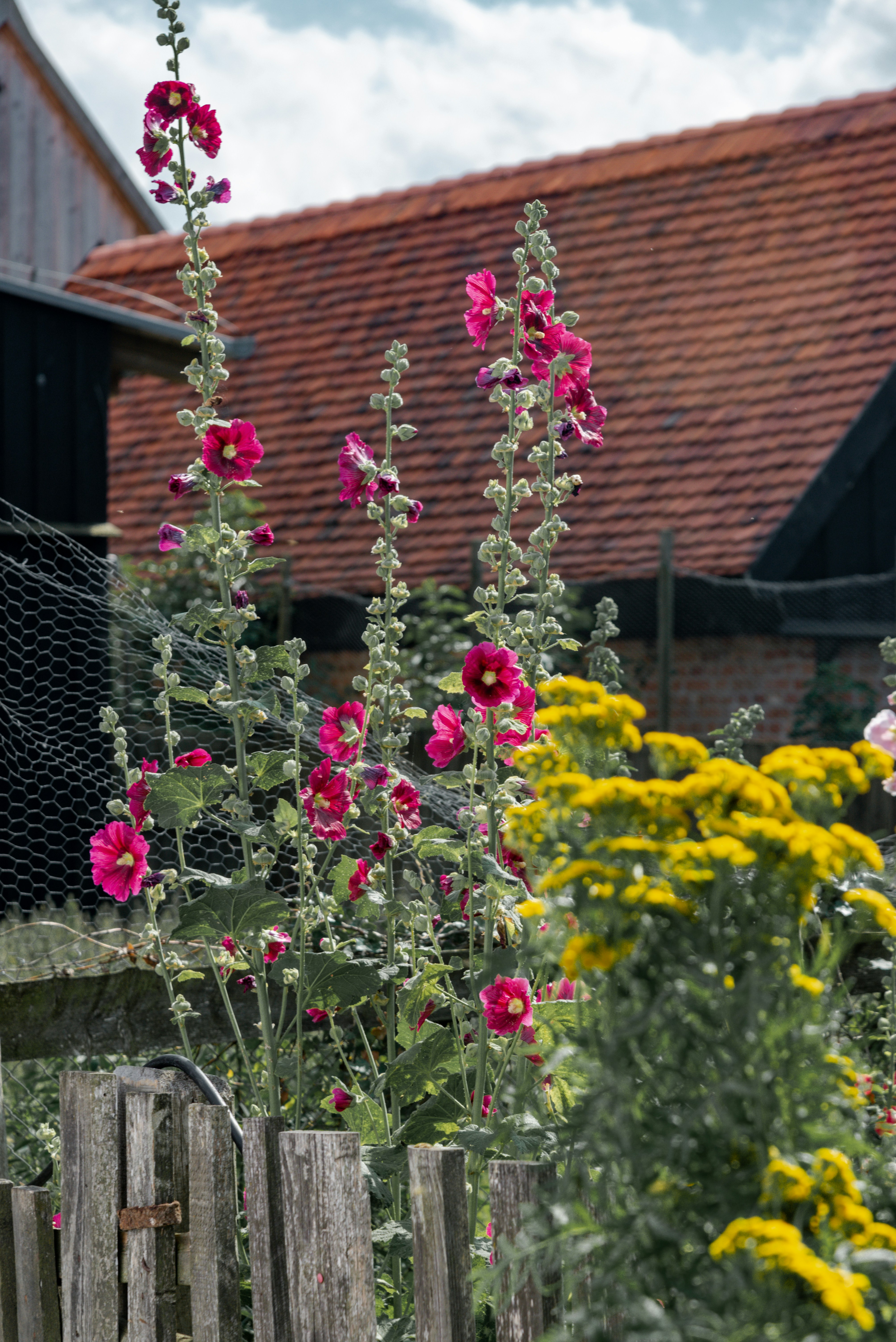 Scarlet bloom towers over weathered fence in a sunlit garden