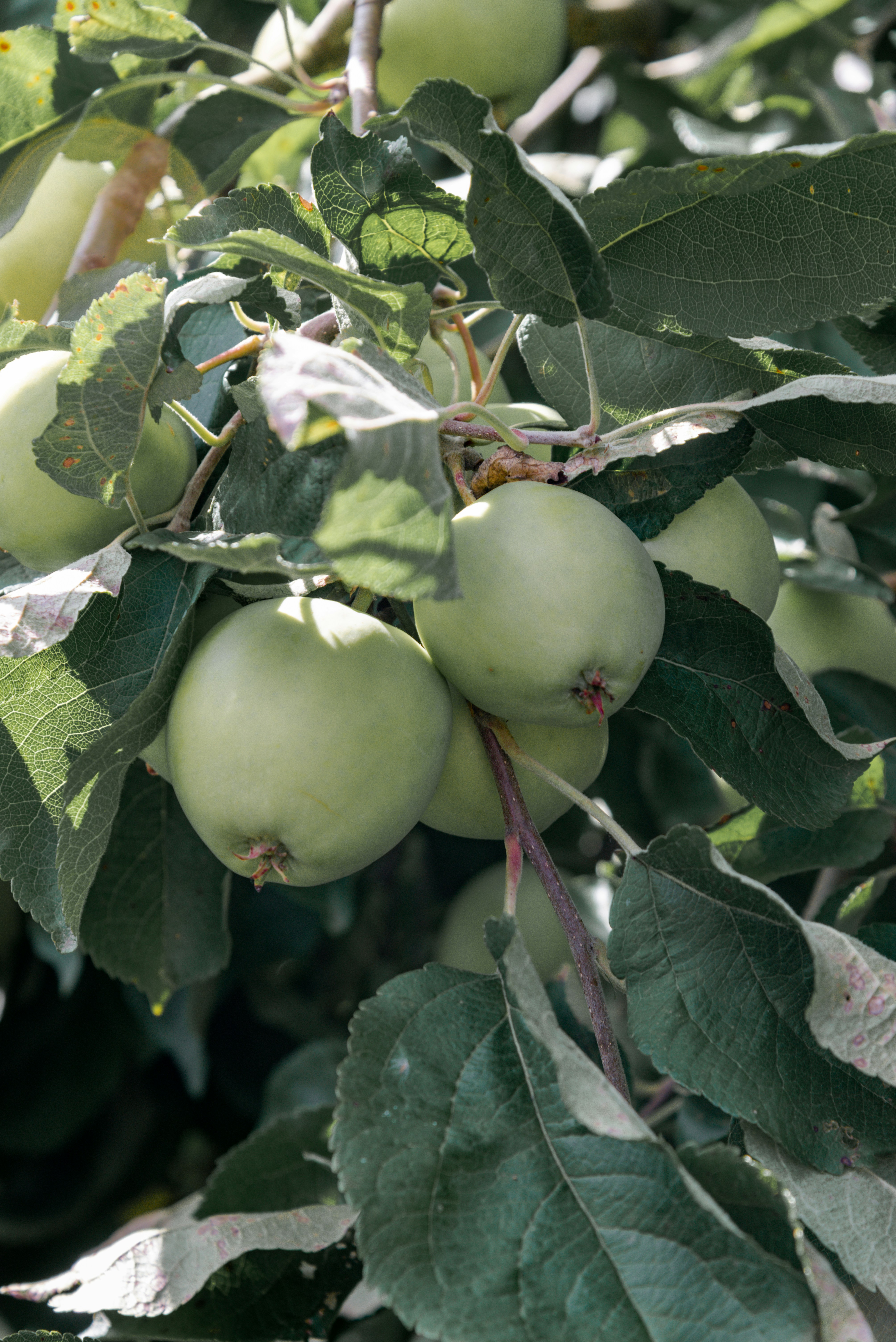 Green Apple Cluster Amid Leaves Shaded by Orchard Light