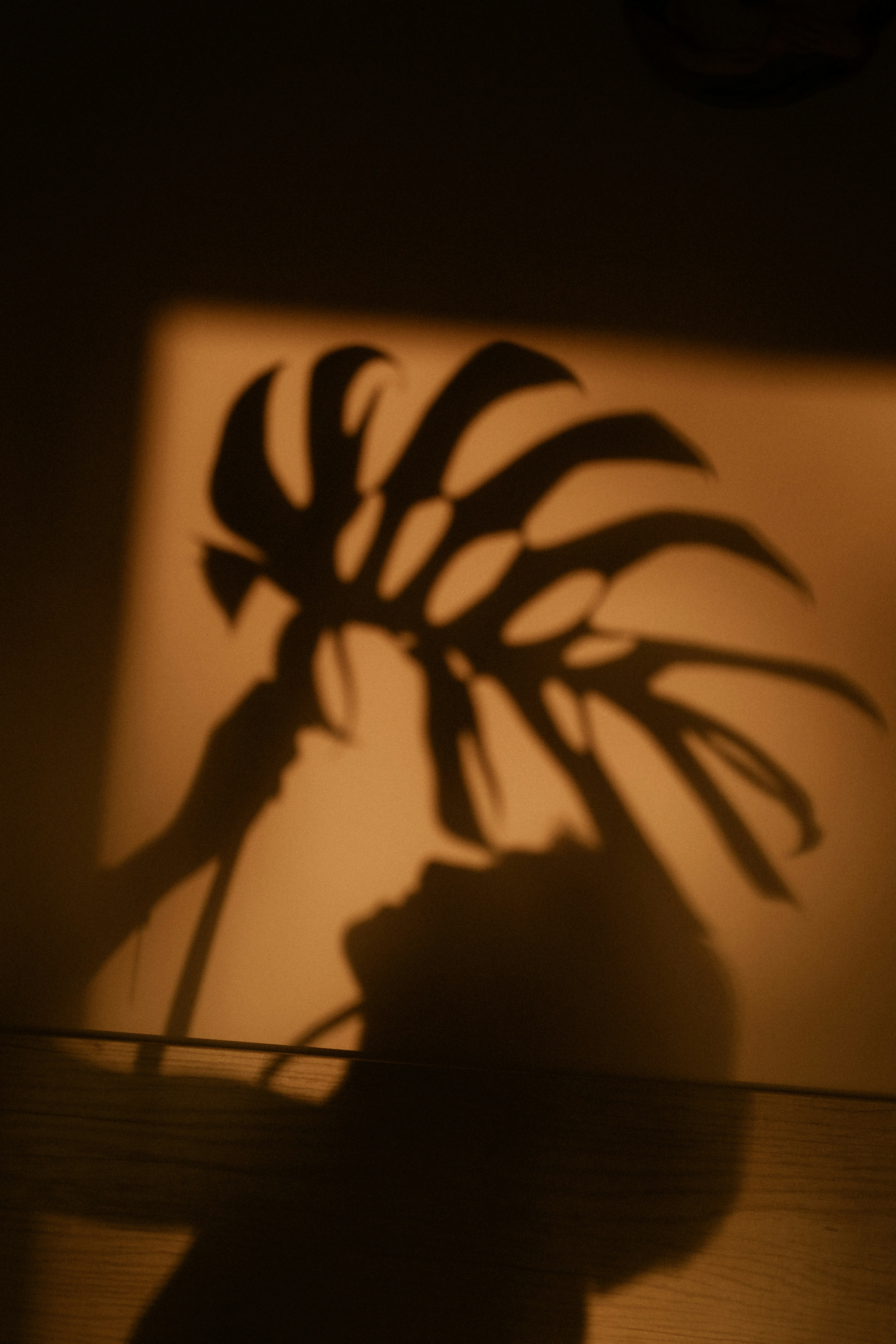 Shadow Portrait: A Plant Leaf Silhouette Cast on Warm Wall