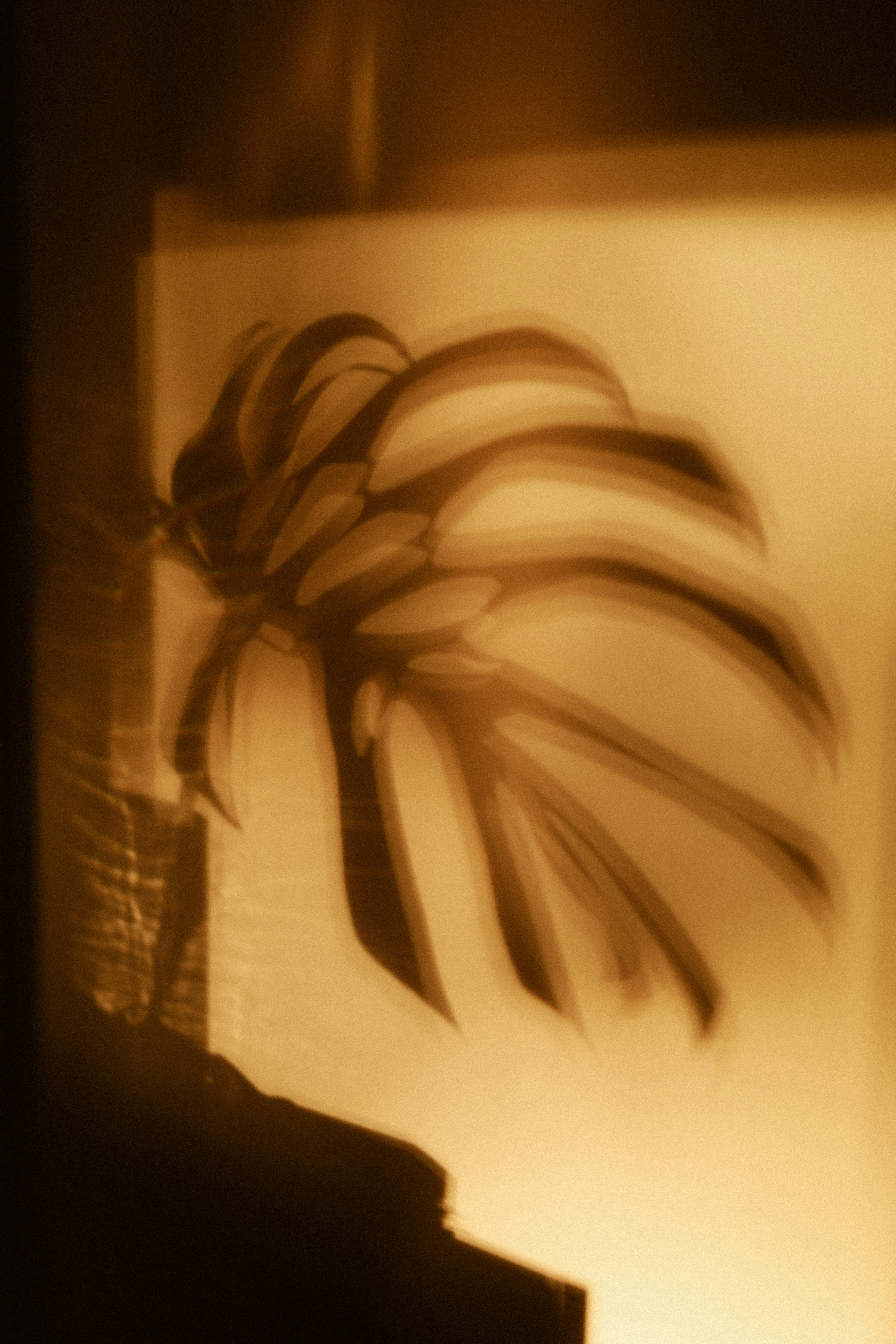 Shadowed Leaf, Framed by a Dim Portrait