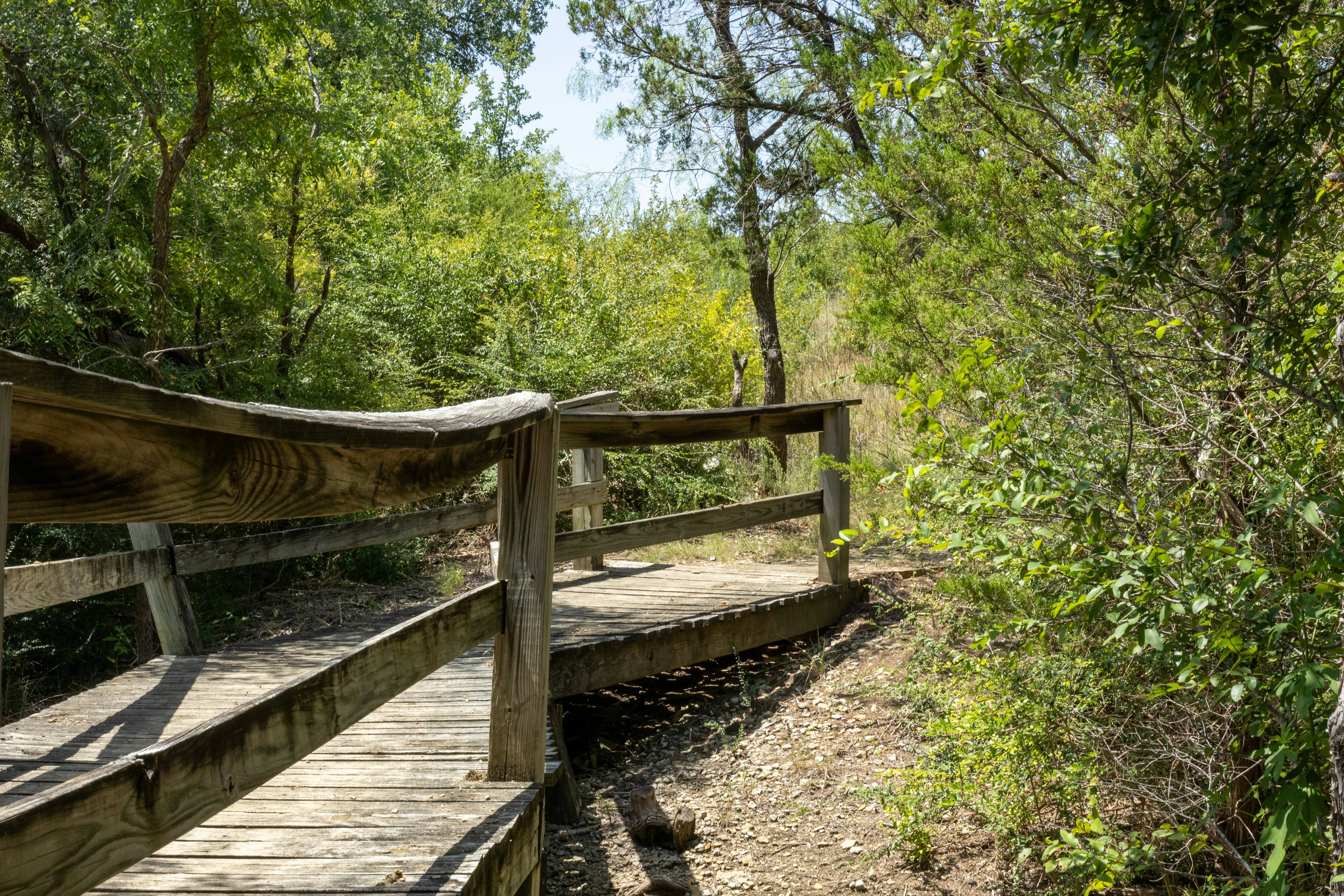 Curved wooden boardwalk through sunlit thicket