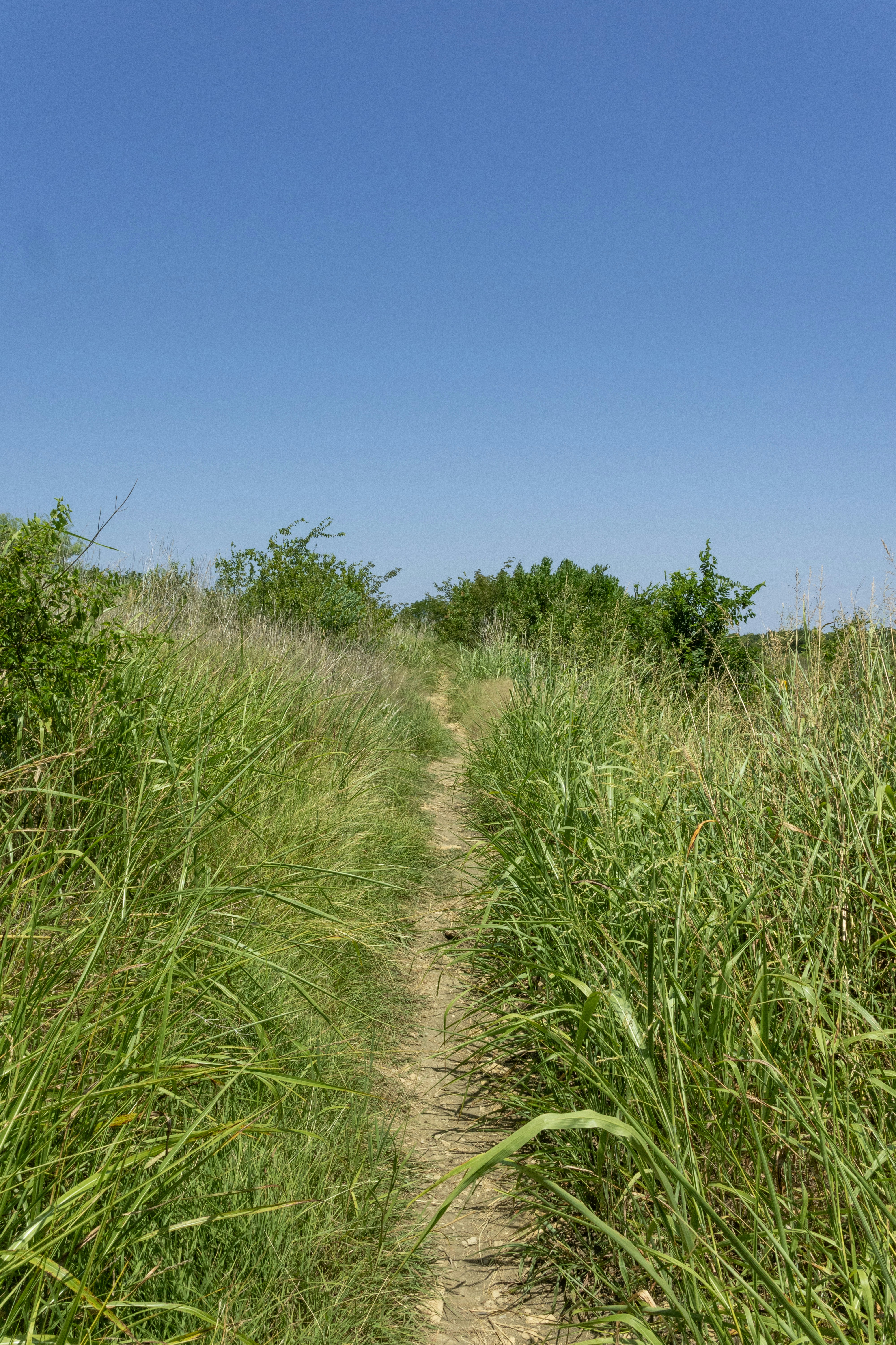 Dusty footpath winds through tall grasses toward distant shrubs, with a bright blue sky overhead; a natural landscape scene devoid of people or buildings.