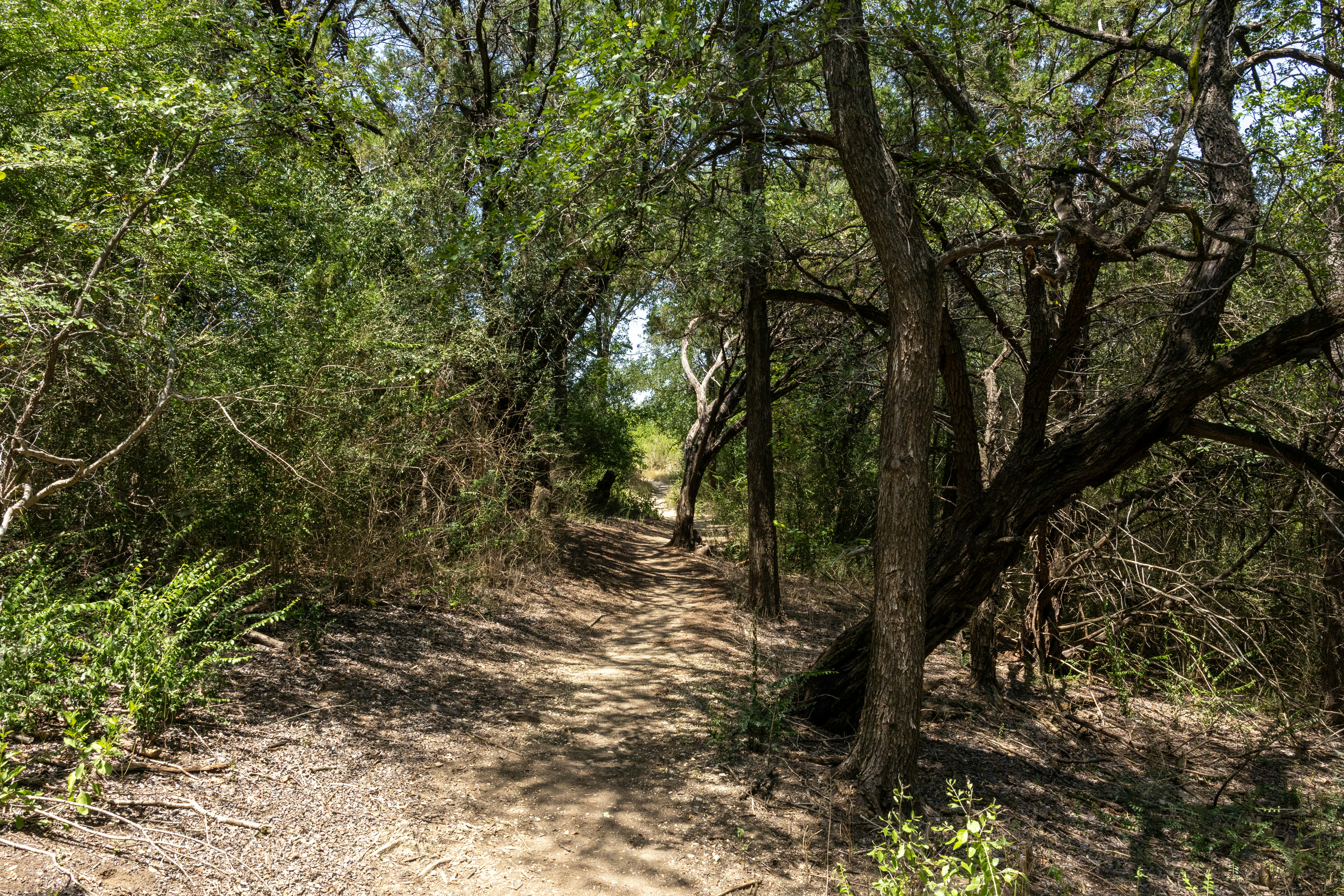 Quiet Forest Path Winding Toward Dappled Light
