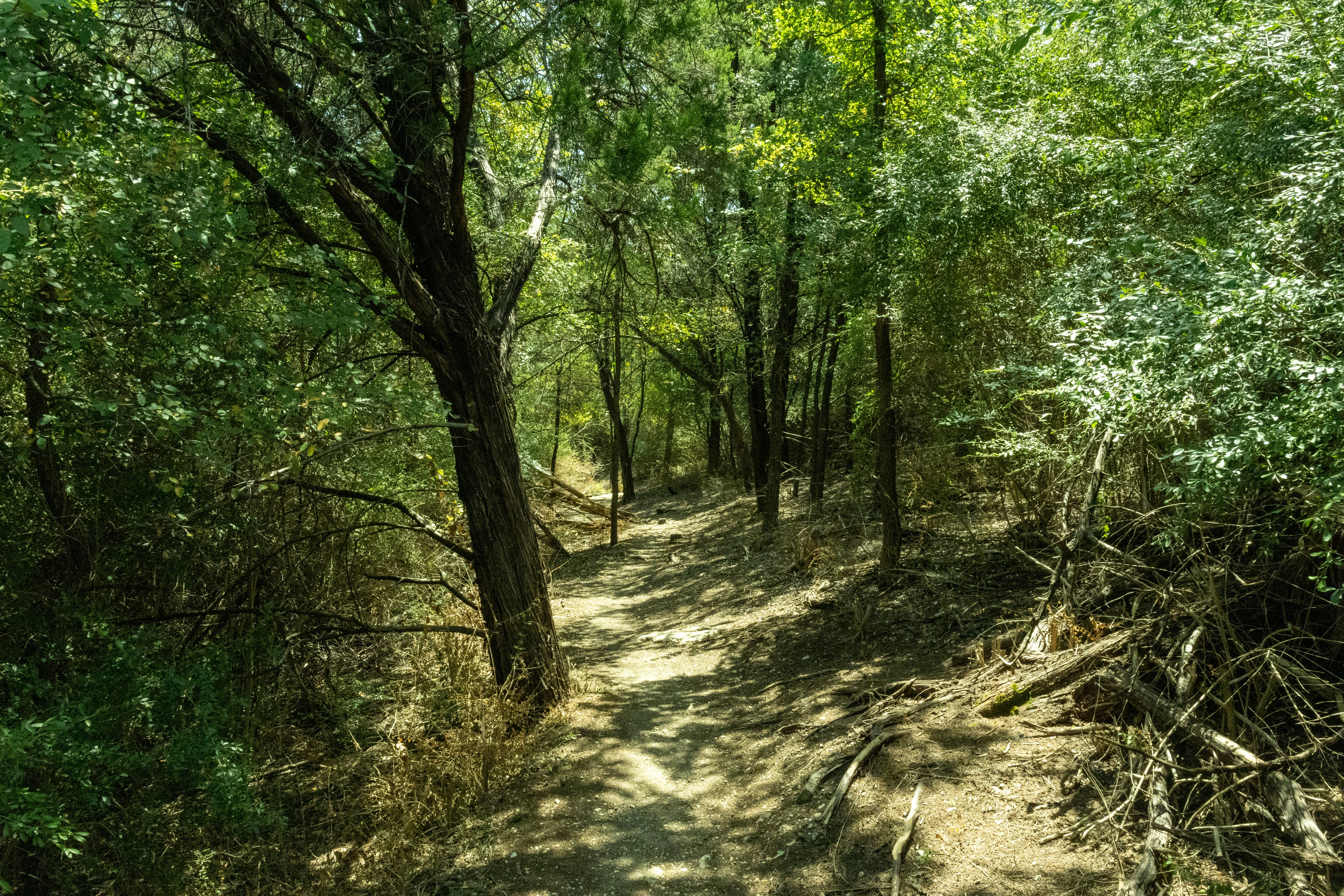 Sunlit Forest Path: A Quiet Corridor Through Dappled Green