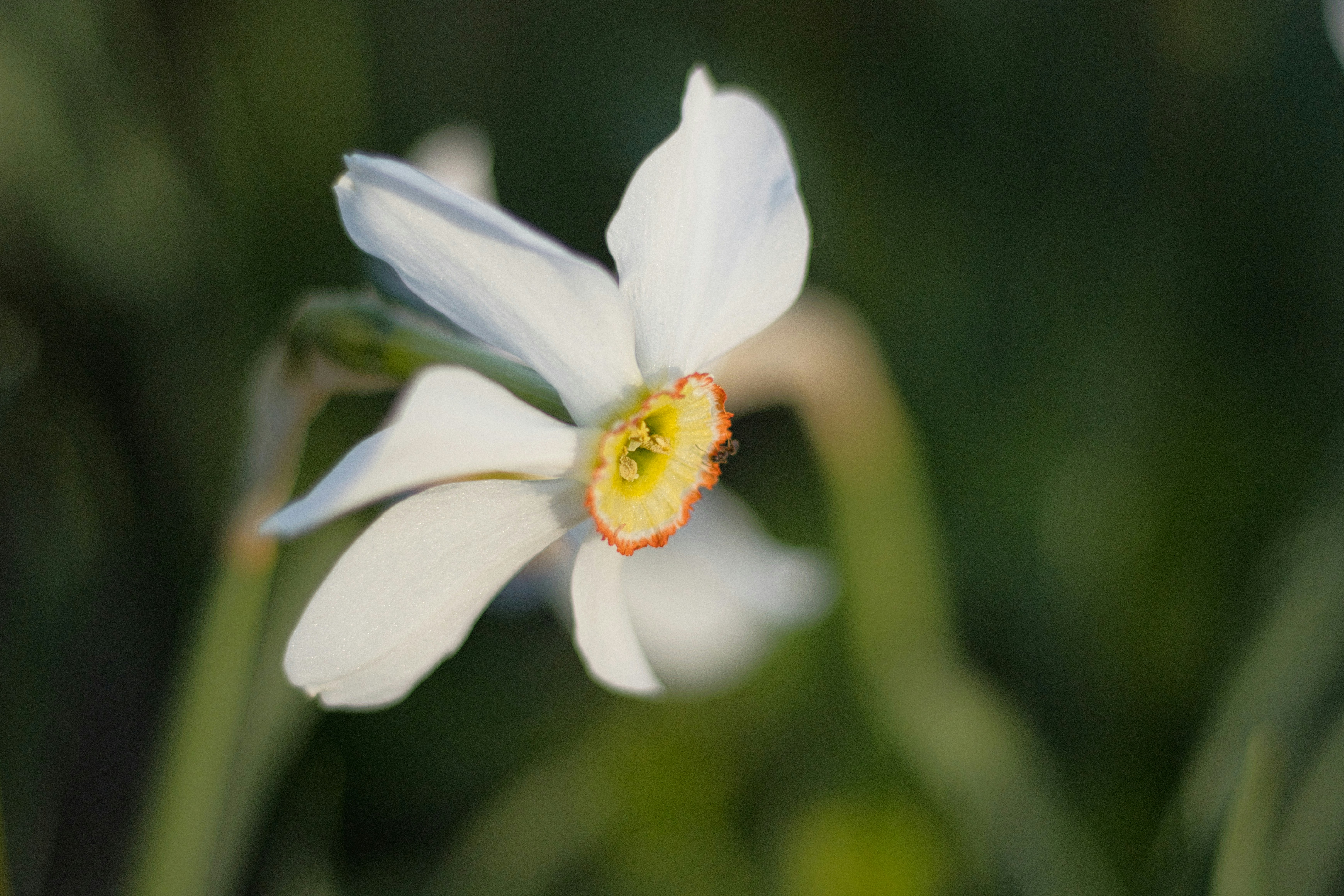 Centered Lily: a white bloom with a vivid orange-rimmed throat