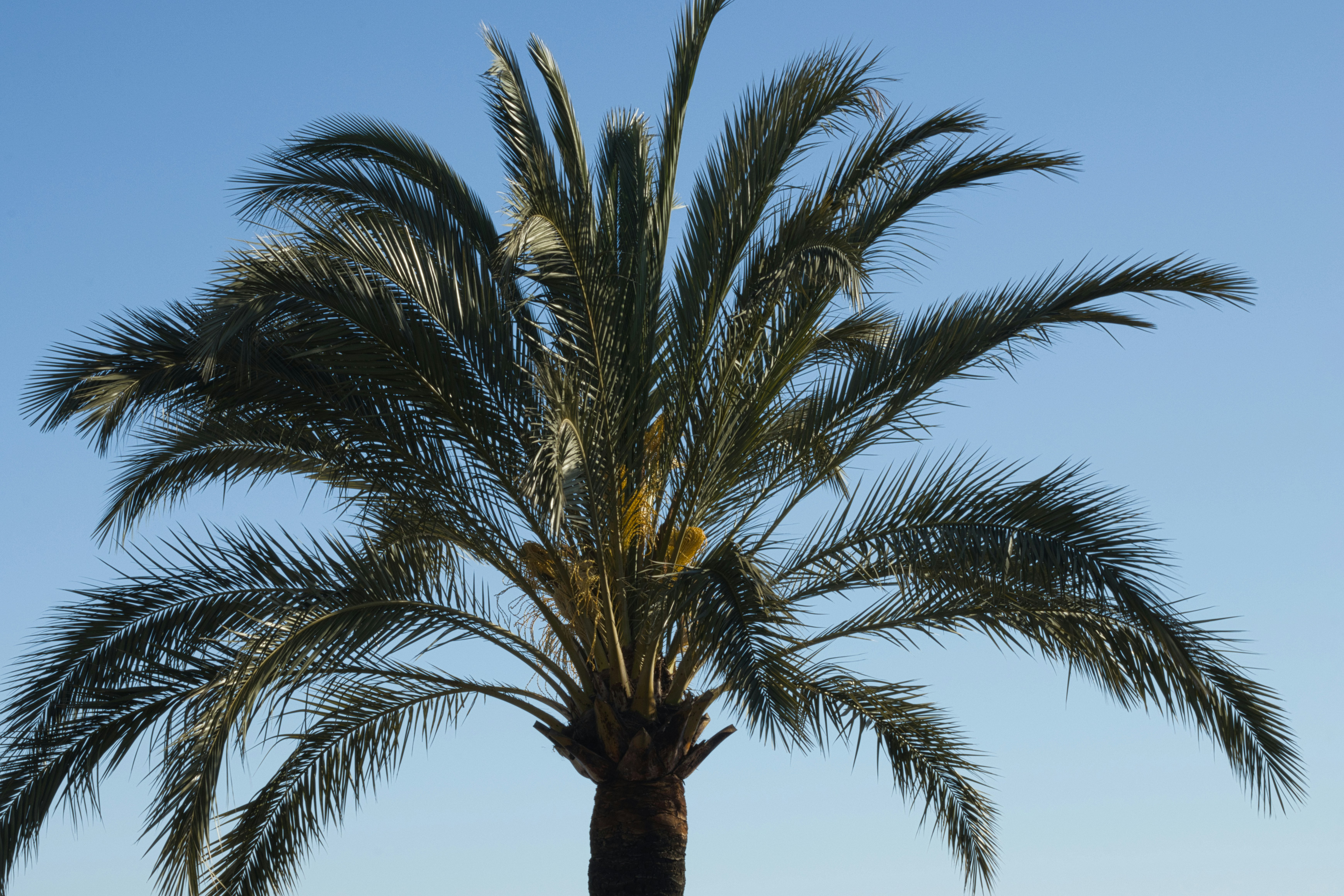 Centered Palm Crown: Fronds Against a Clear Sky