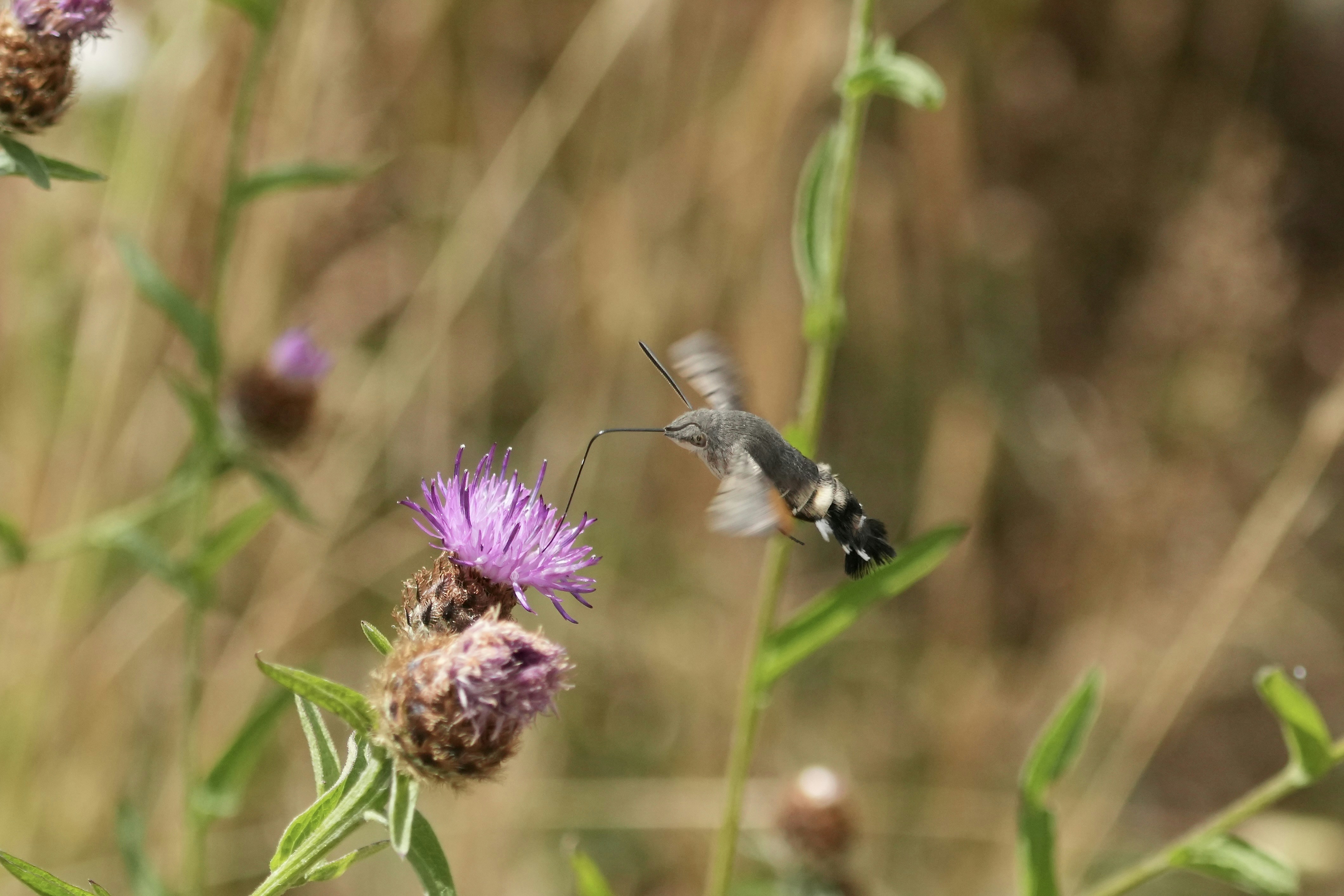 Hummingbird in Flight: Nectar Mission Among Thistles