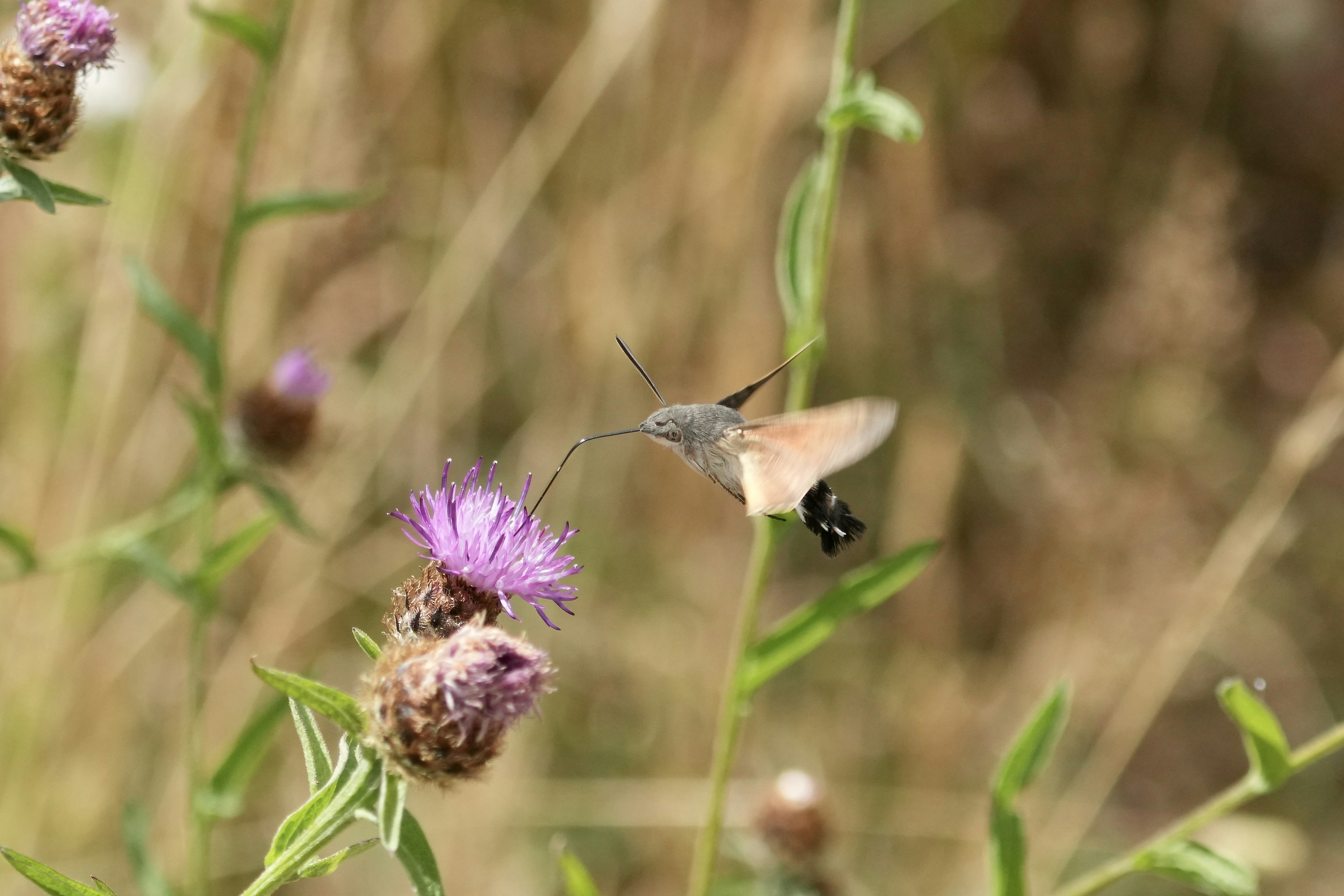 Hummingbird Hawk Moth Woursing a Thistle Bloom
