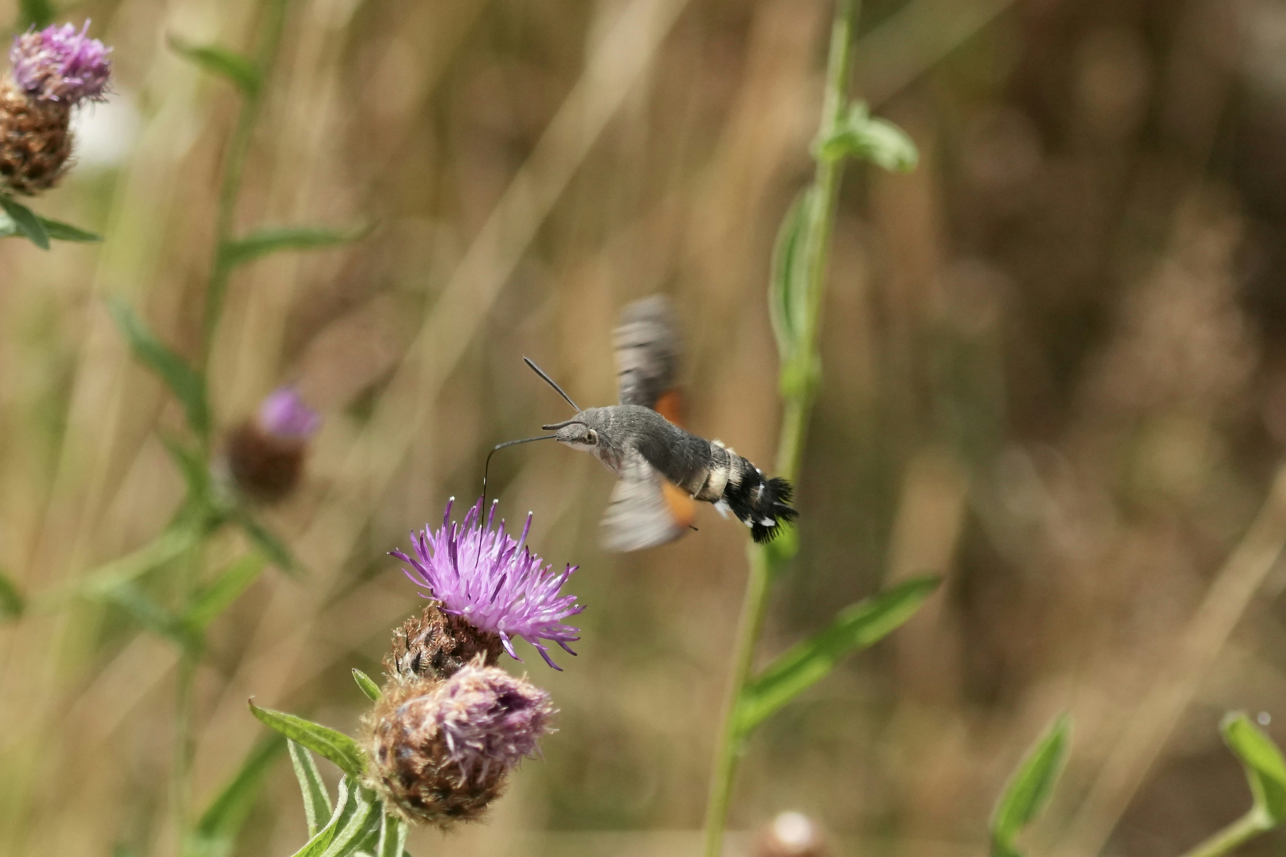 Hummingbird in Motion: A Brief Hover Above Lavender Bloom