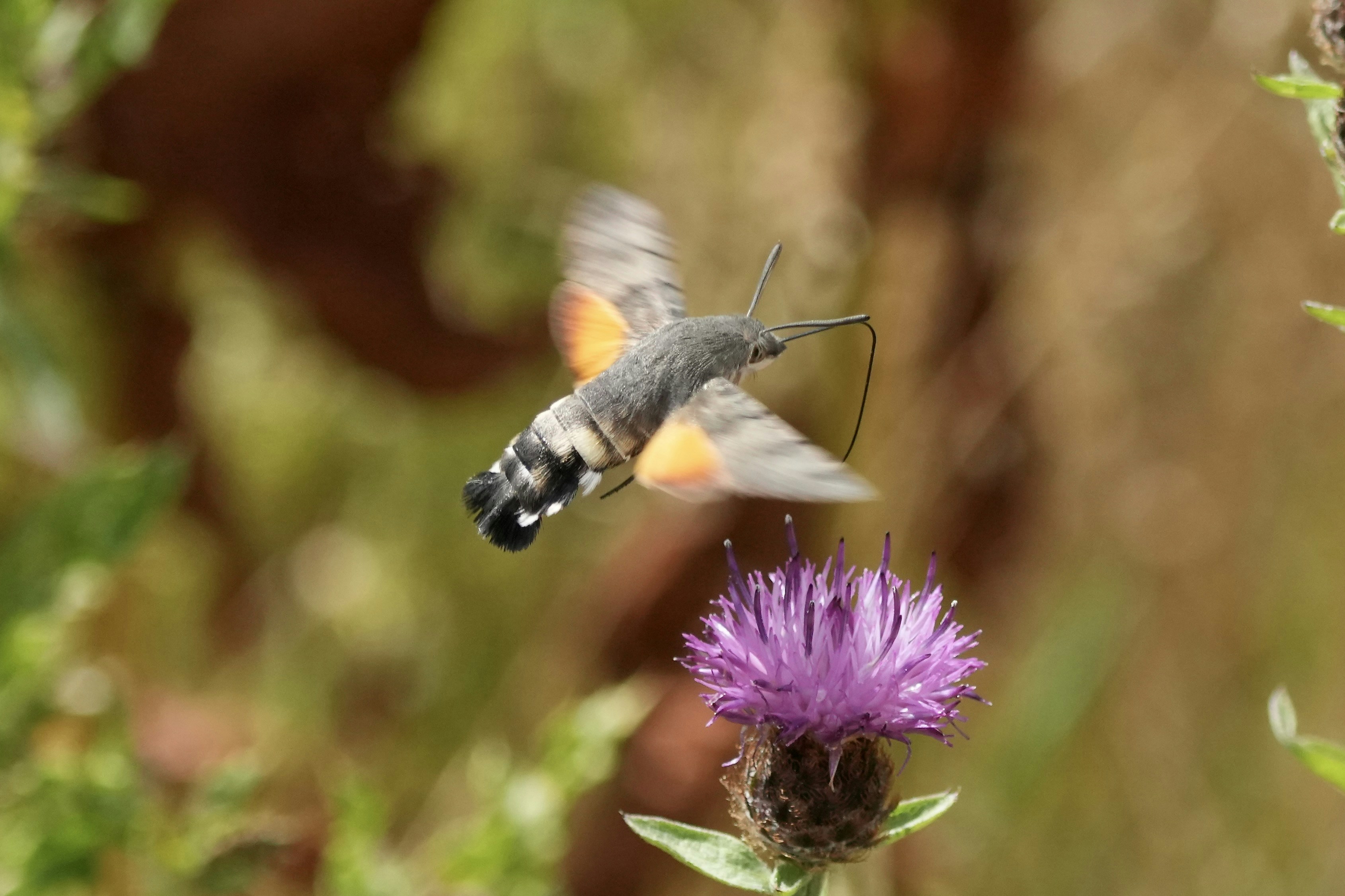 Hummingbird Hawk Moth Hovering Over a Purple Bloom