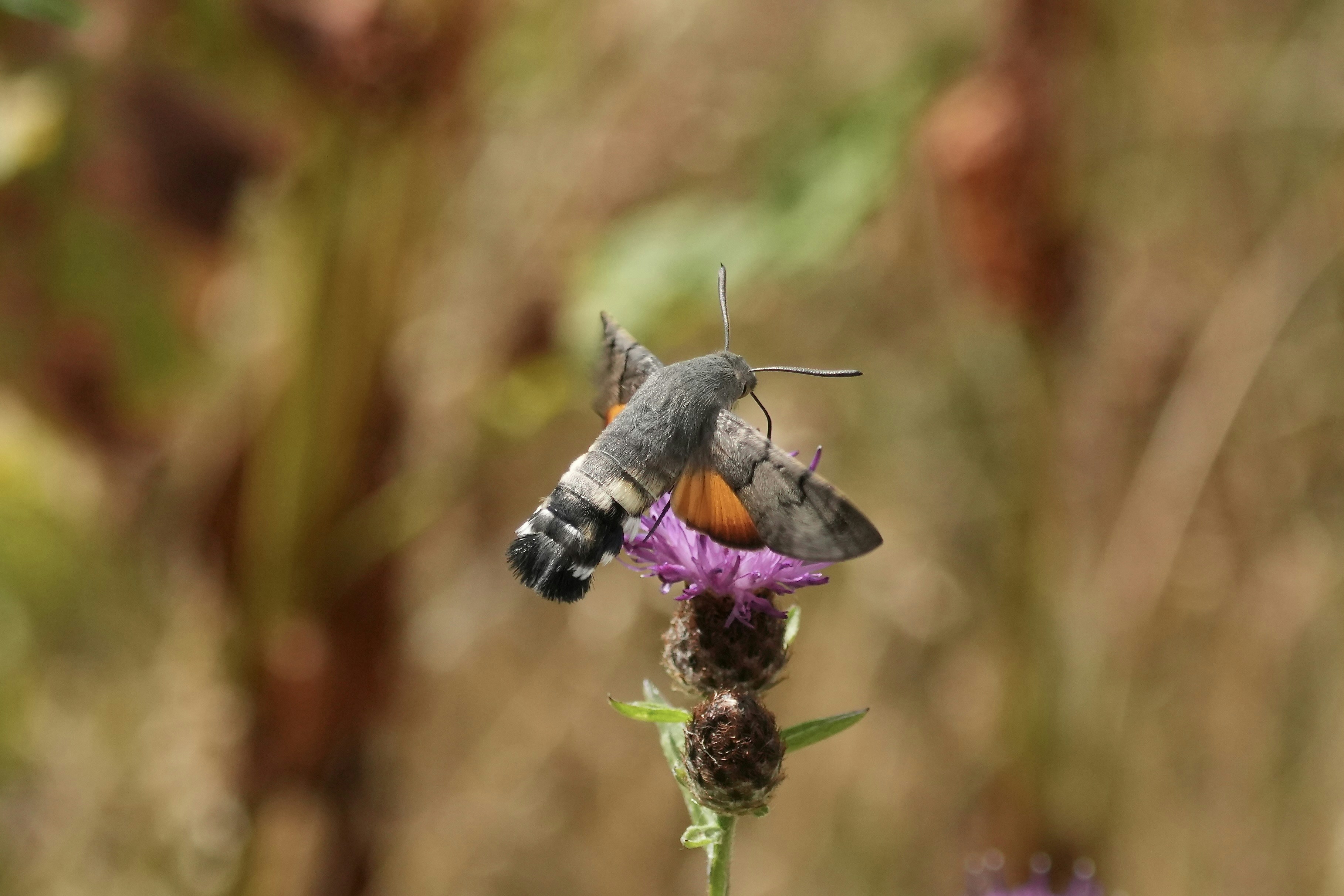 Hummingbird Moth Hovering Over a Purple Bloom