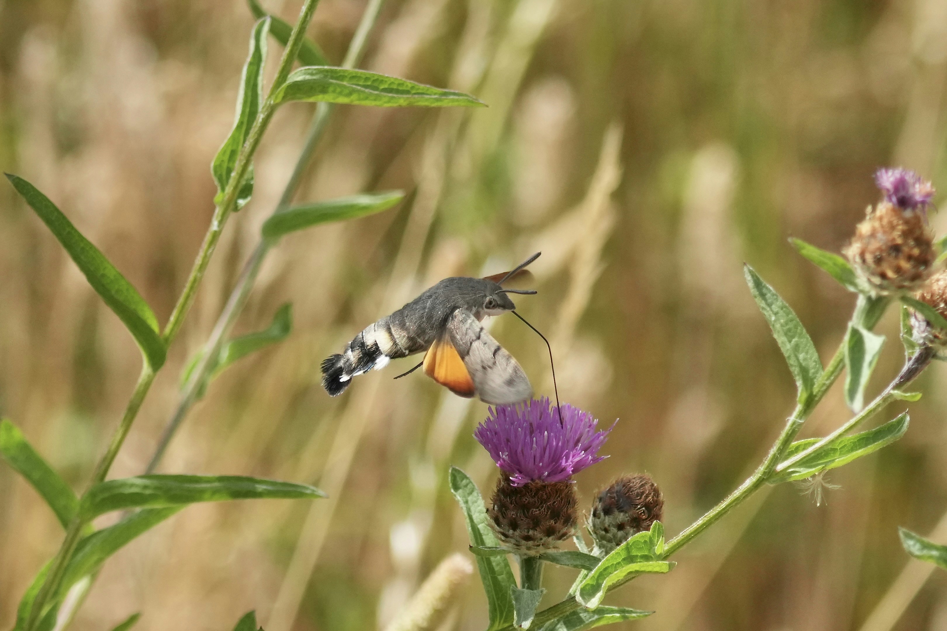 Hummingbird in a Meadow Bloom — a fleeting hover by a purple thistle
