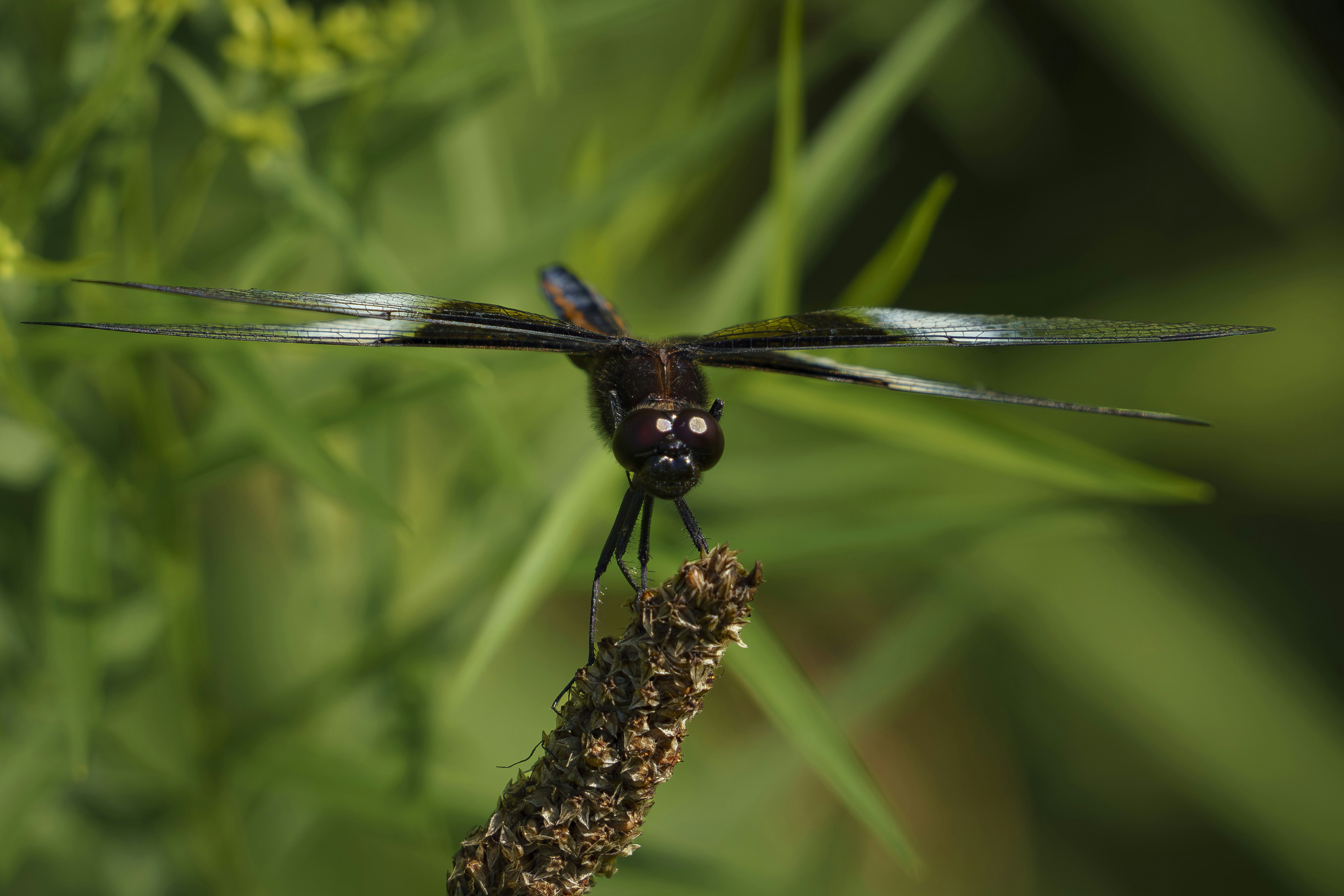 Dragonfly Crowned by a Needle-like Twig