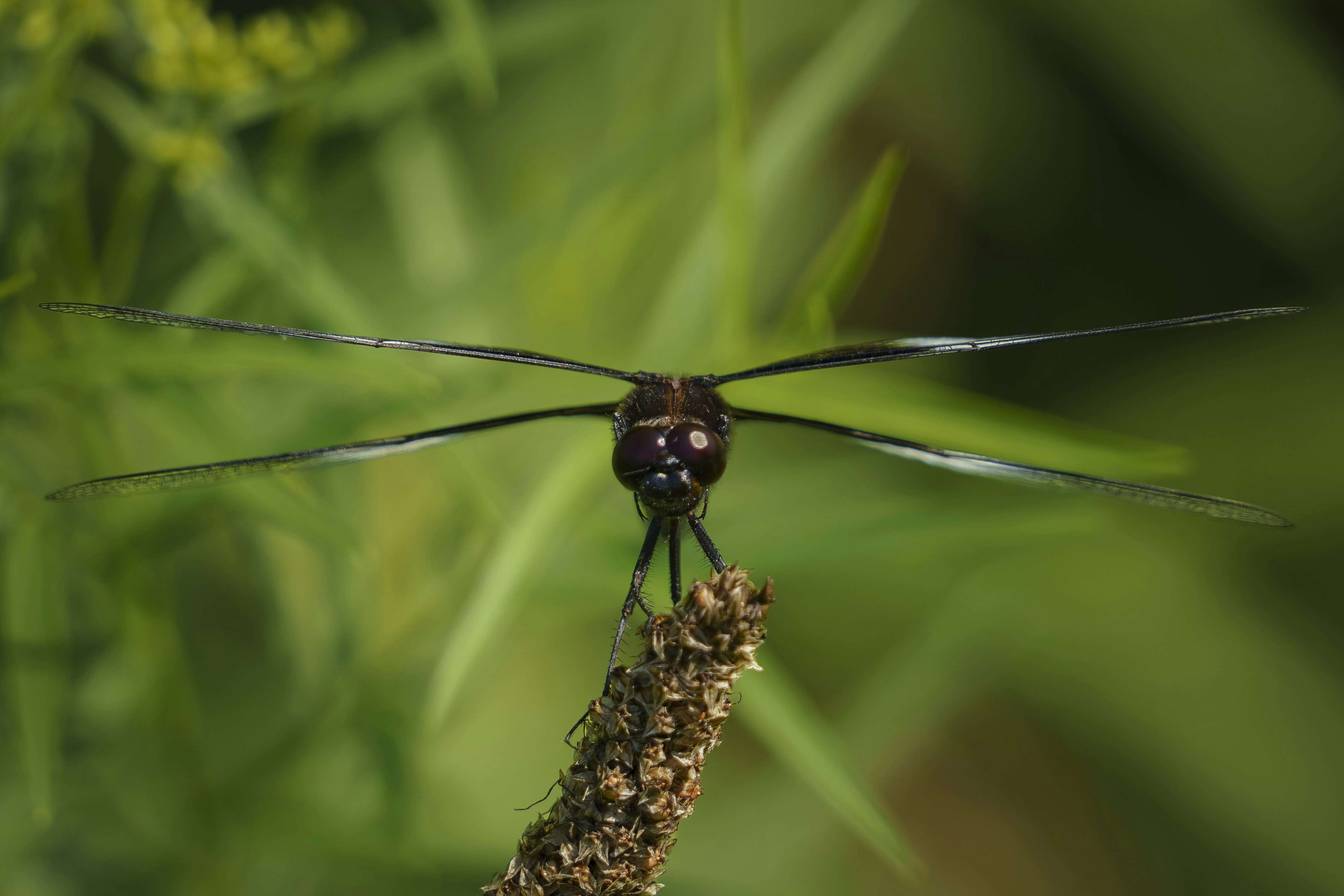 Dragonfly Crowned on a Twig: A Moment of Quiet Focus