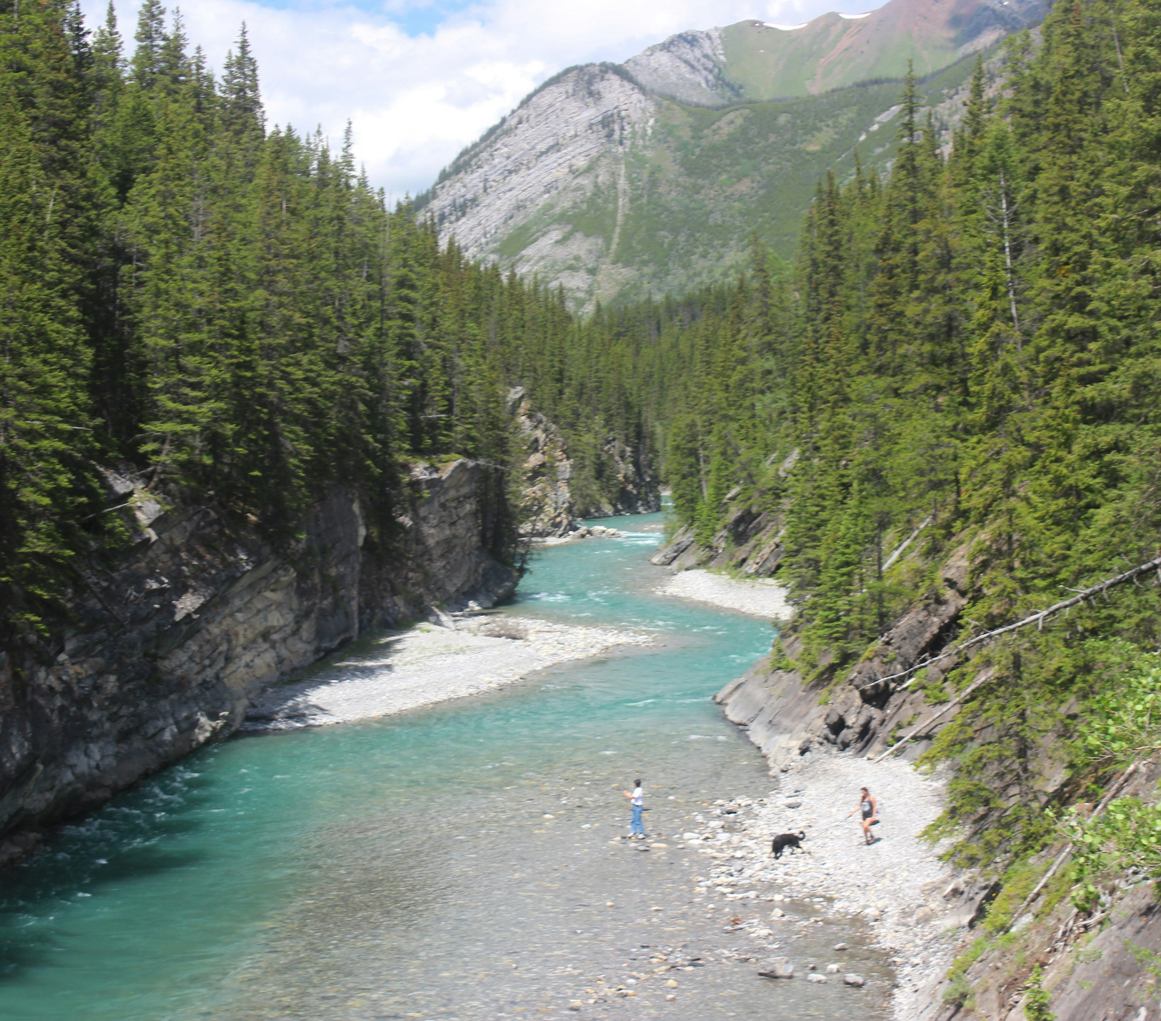 Teal Canyon: A Mountain River Carved by Pines