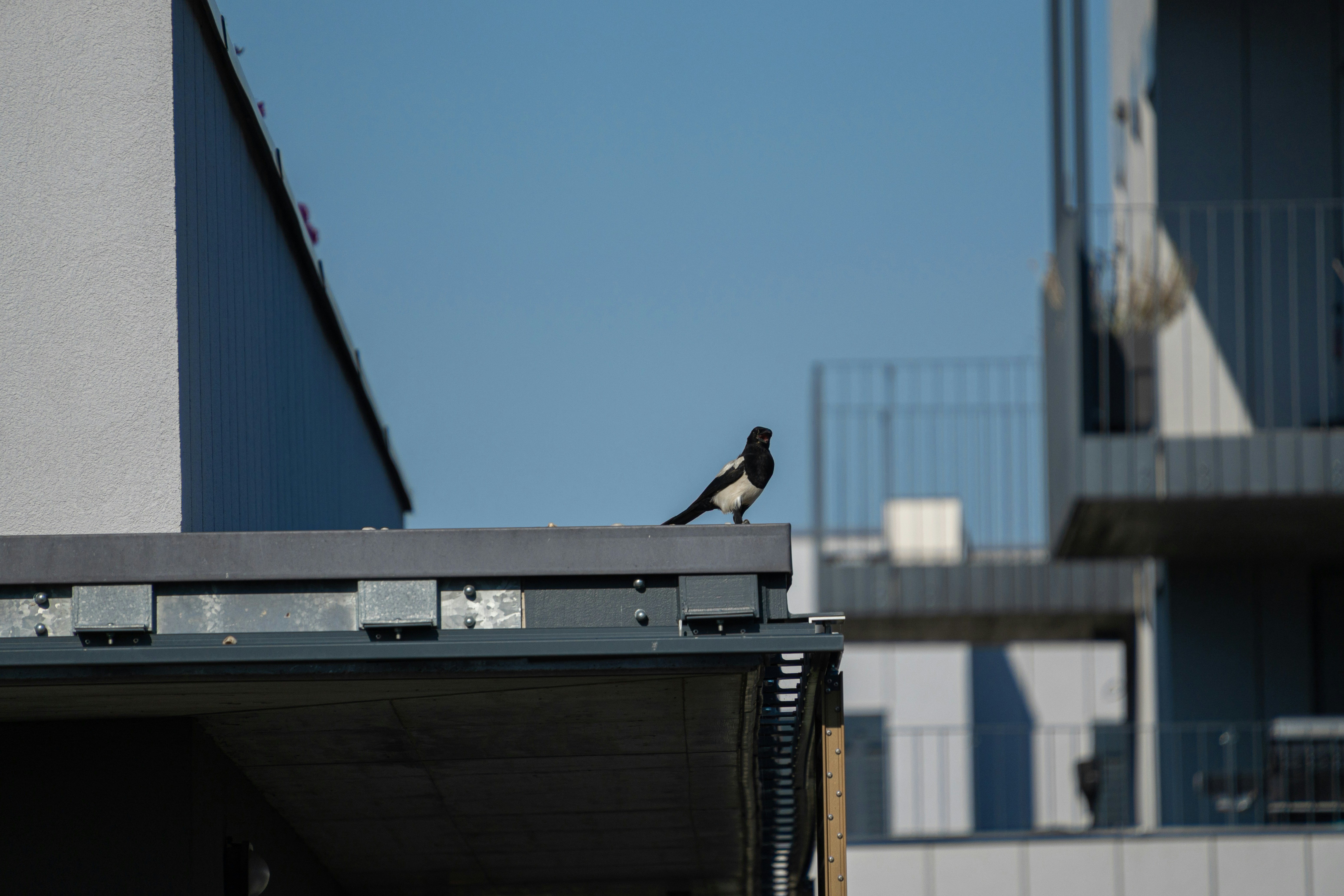 Urban Peregrine: A lone bird on a rooftop edge