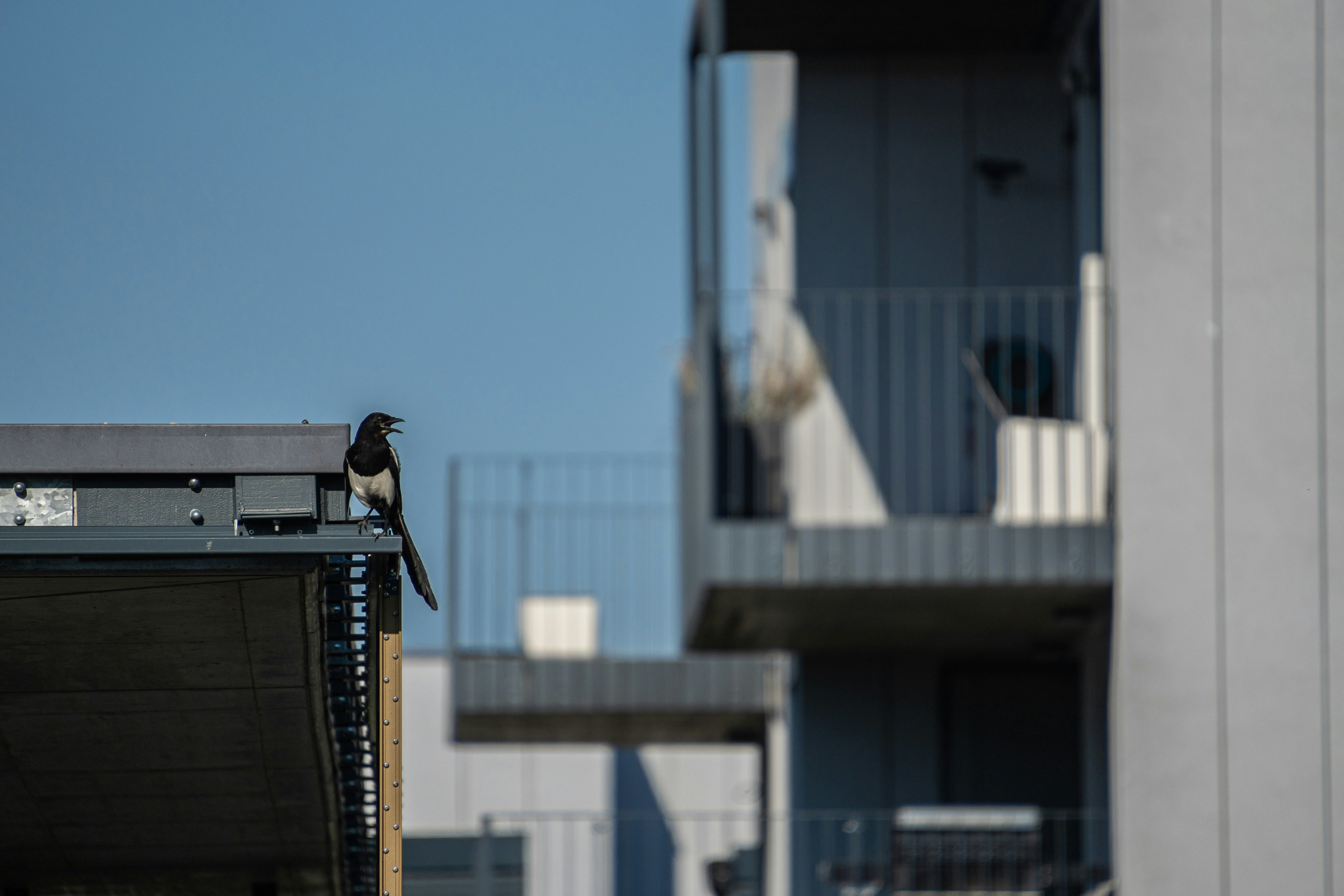 Perch of a lone rook against urban lines