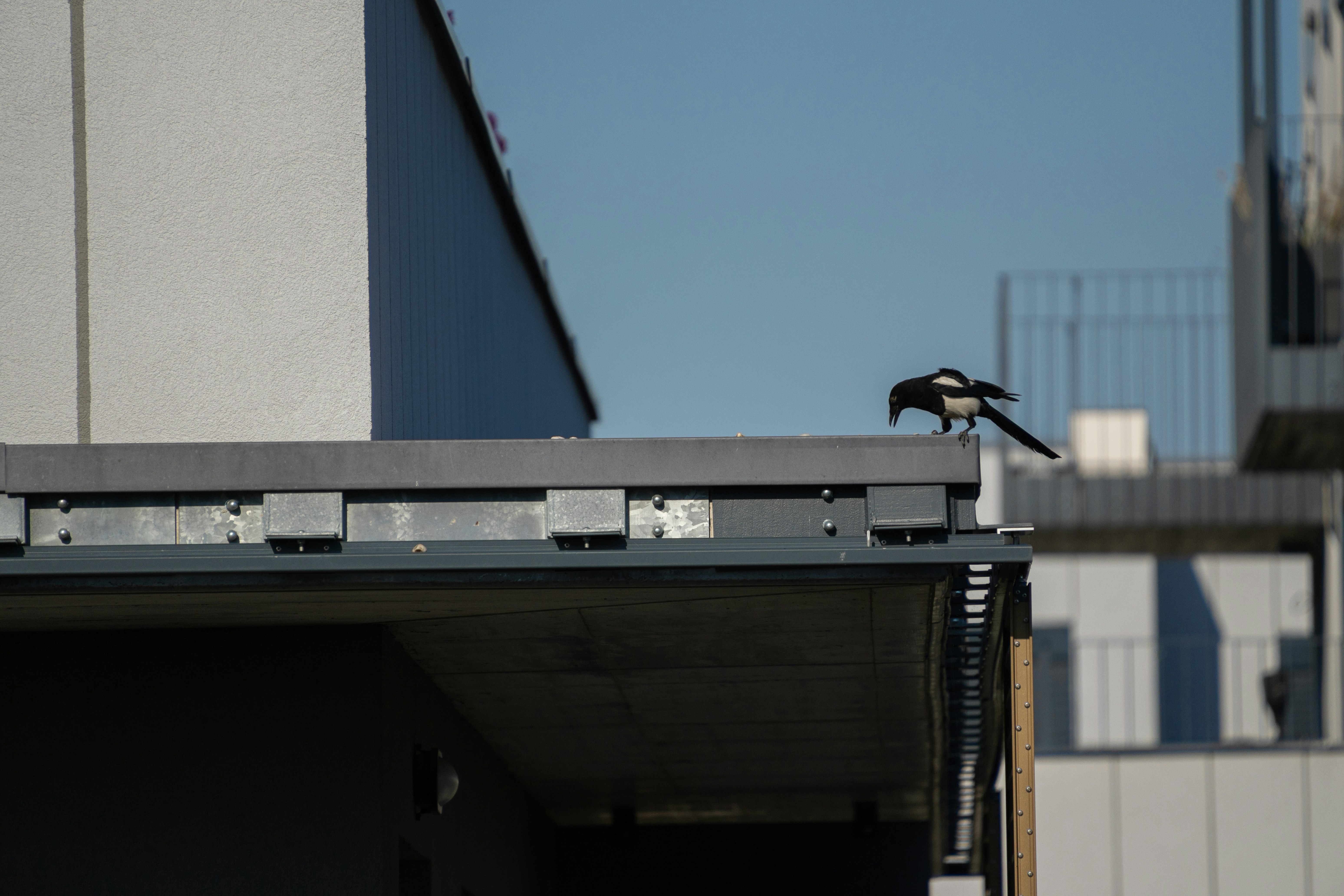 Bird in Flight over Urban Canopy