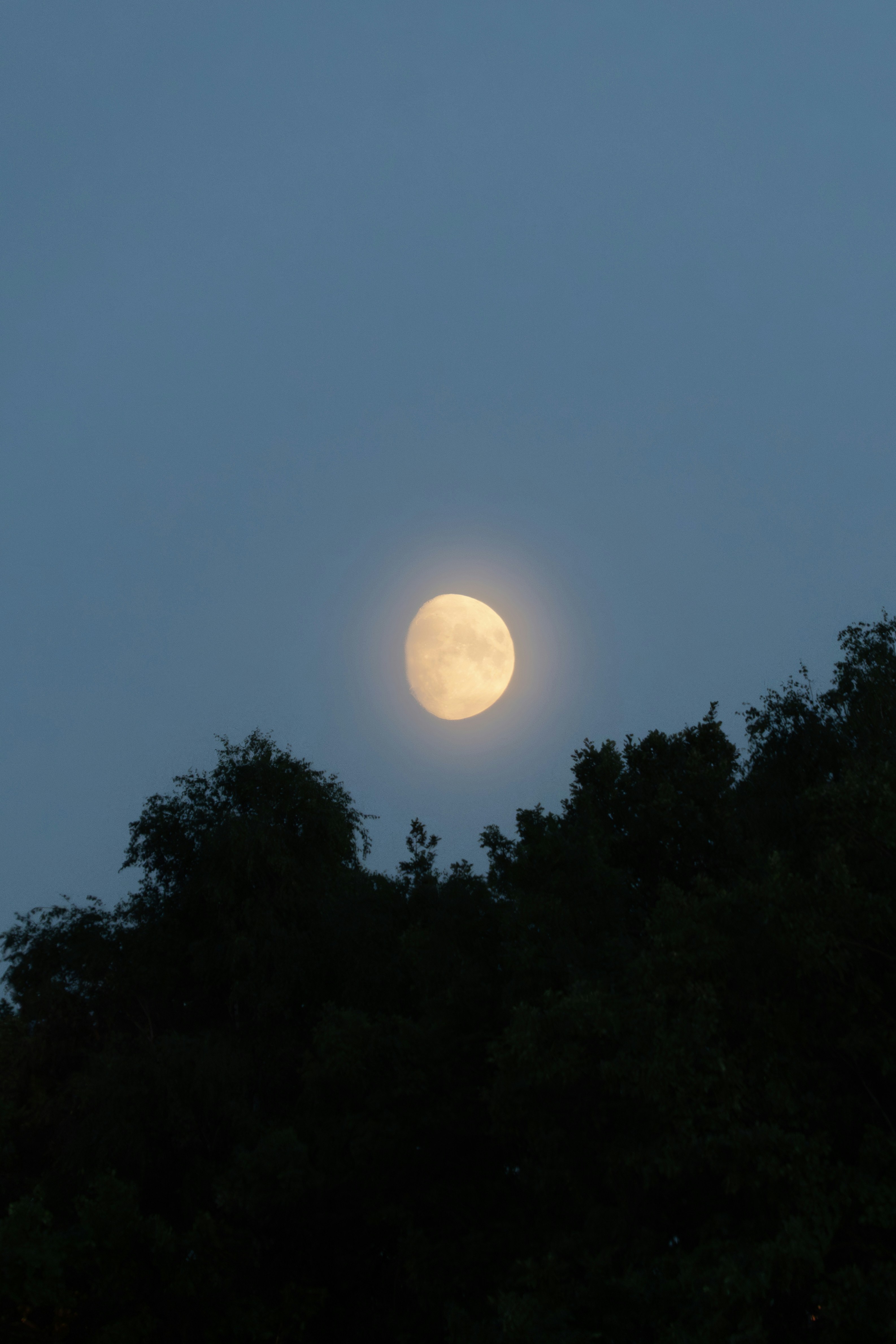 Lunar Lantern Over treetops at blue hour