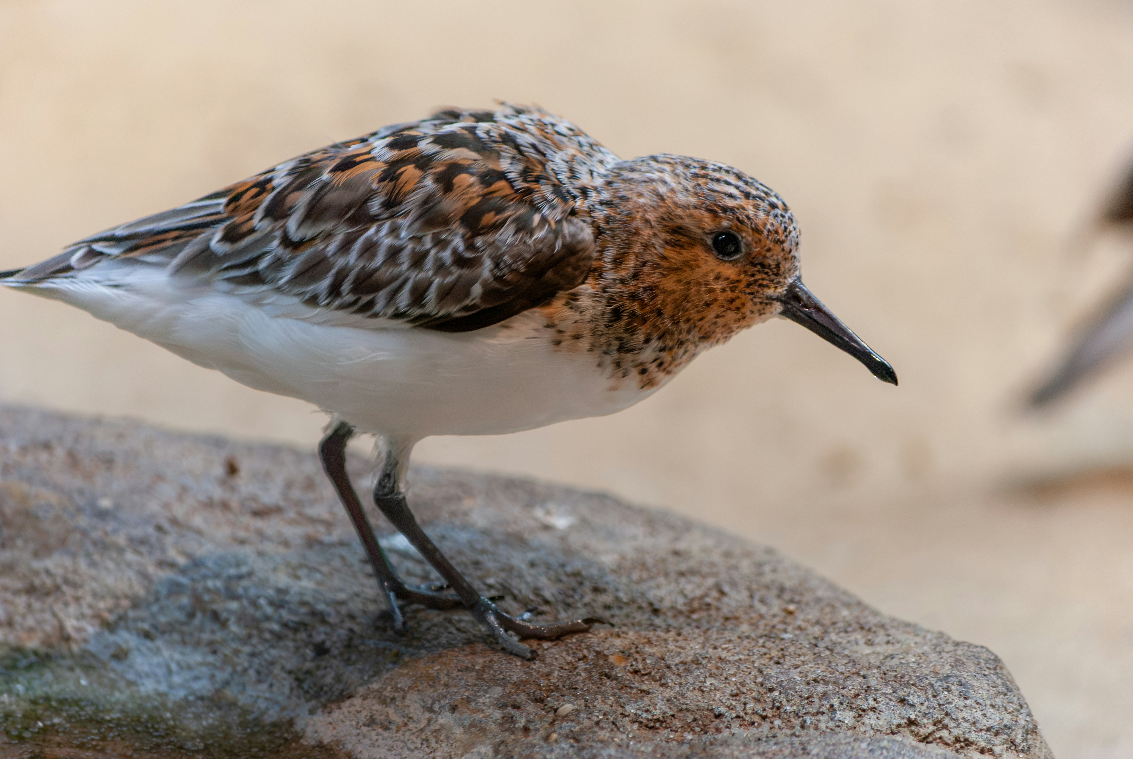 Whimsical Sandstone Stalker: A Shorebird Pause on a Weathered Rock