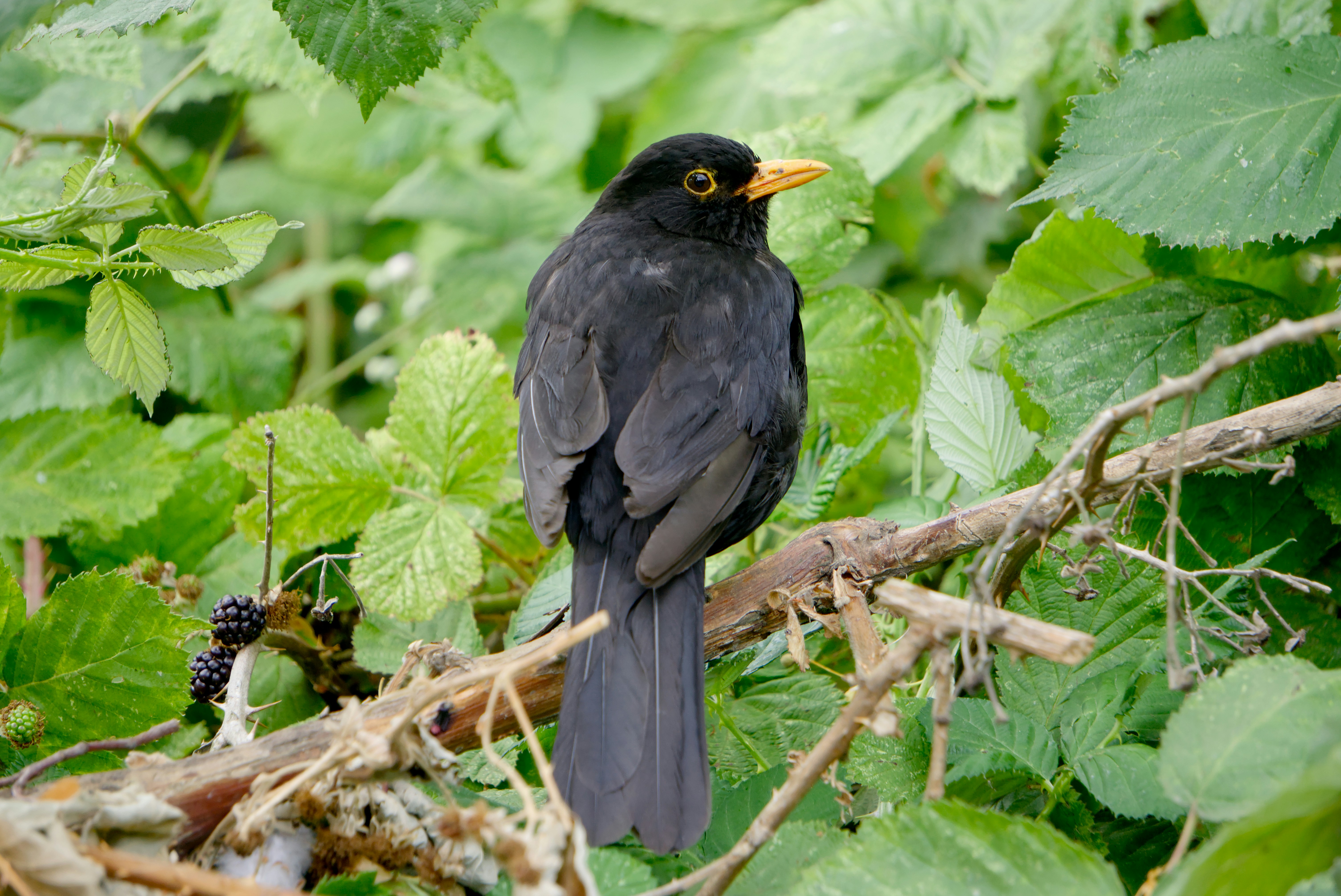 Mid-Branch Watch: Blackbird Amid Green Canopy