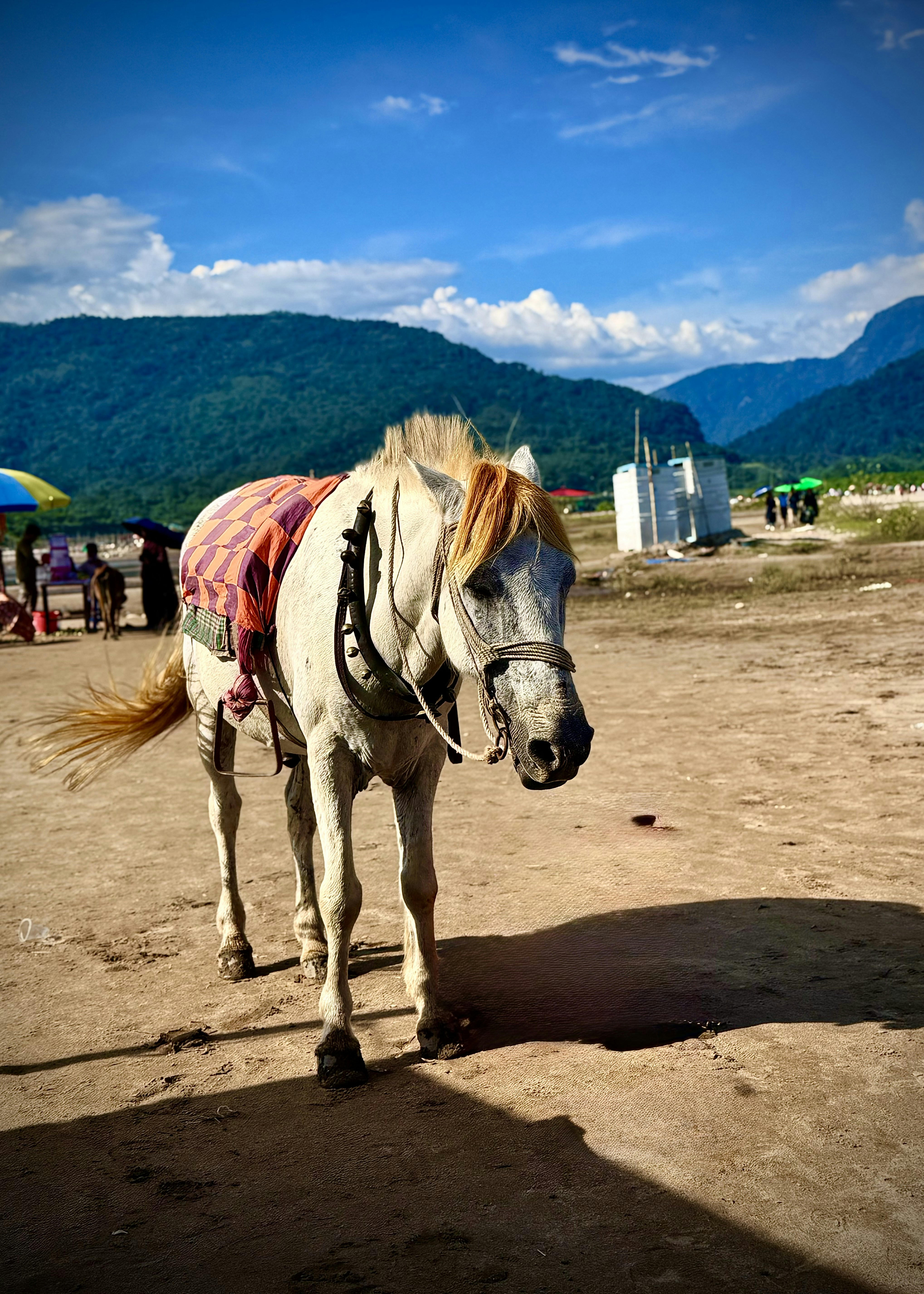 White Horse at the Shoreline: A Sunny Beach Portrait