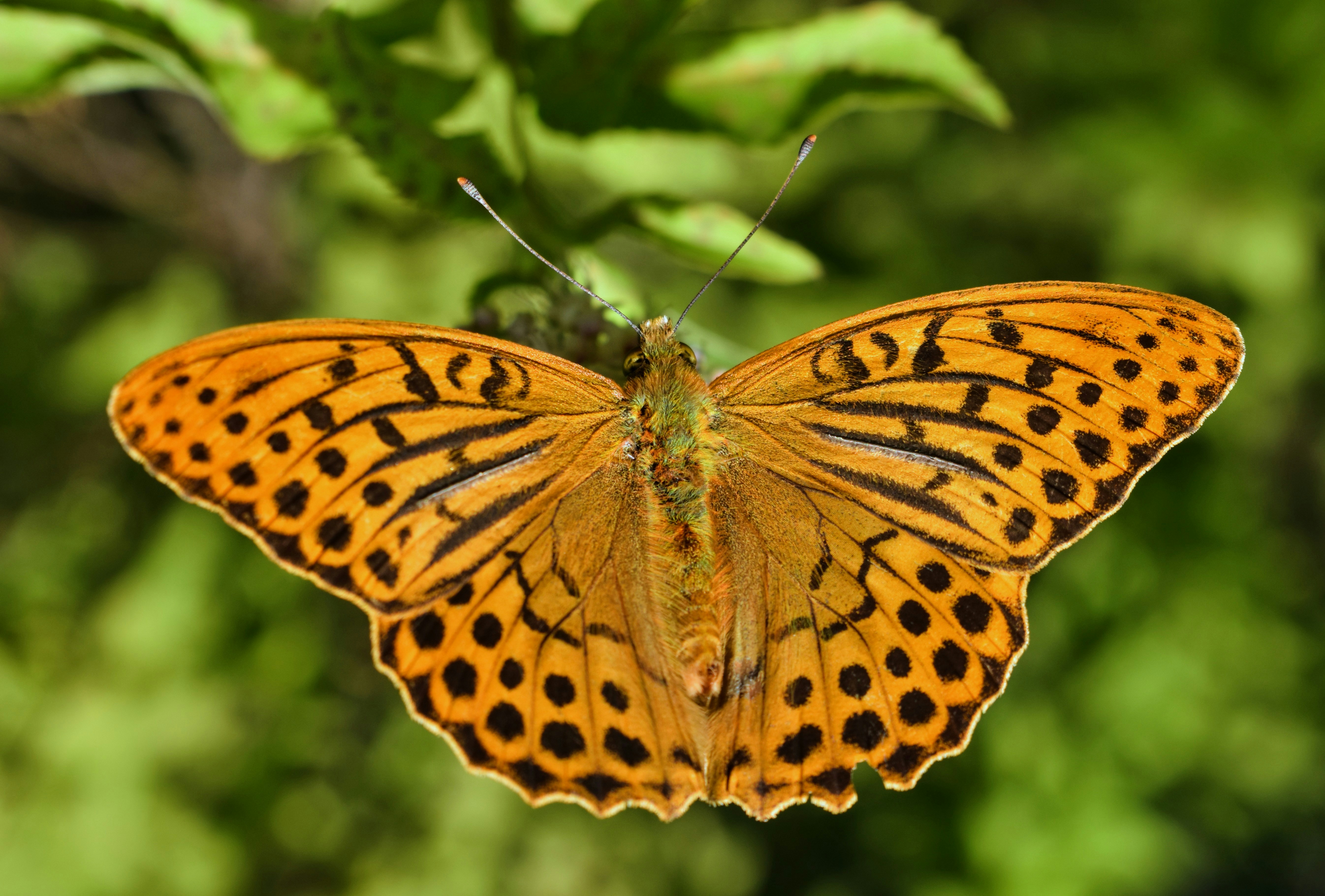 Orange Butterfly in Verdant Backdrop: A Symmetry of Wings