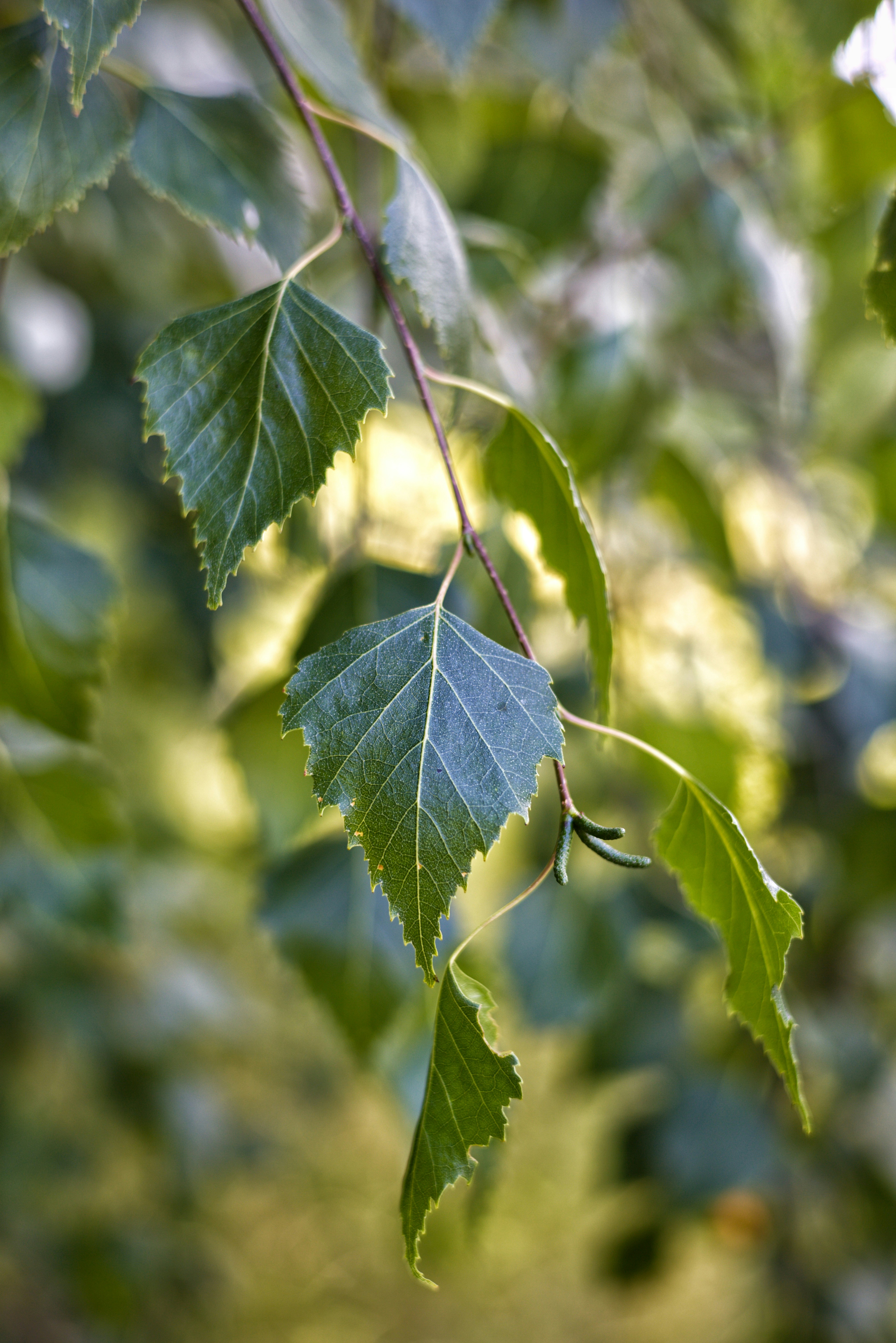 Veined Green: A Close-Up of Serrated Leaves and Tender Buds