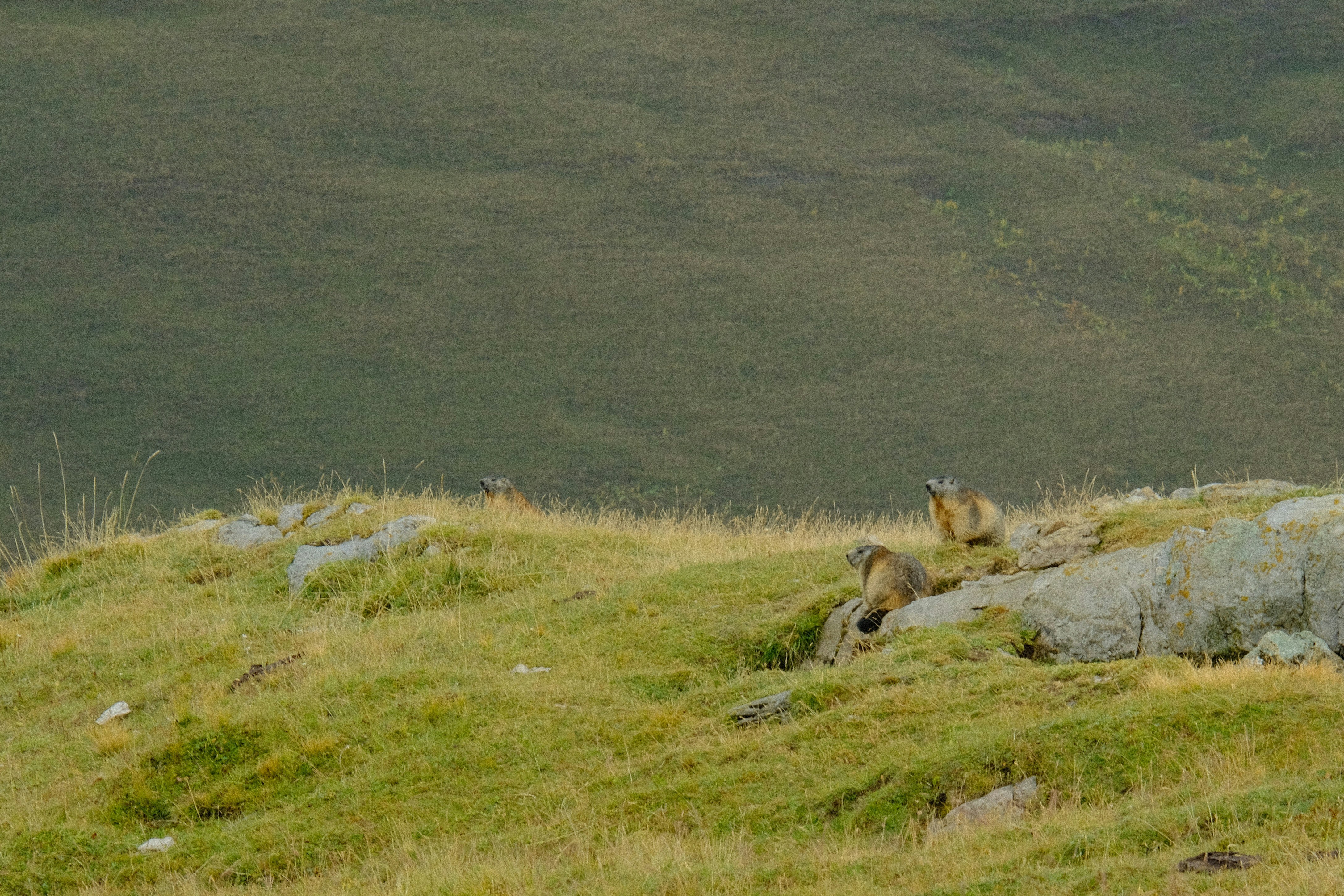 Marmots on a grassy slope watching the valley