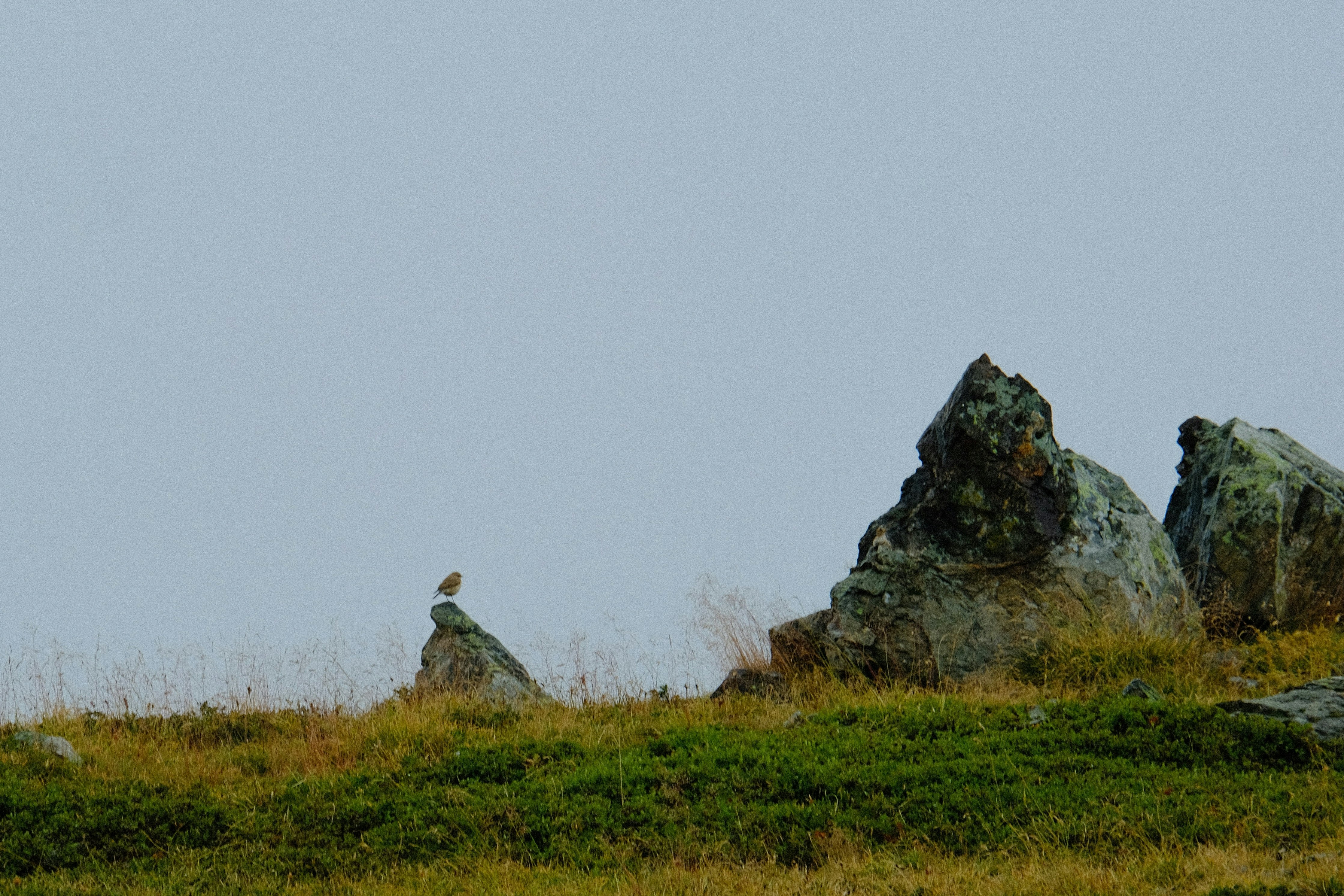 Rock Sentinel: A lone bird perched near rugged stones