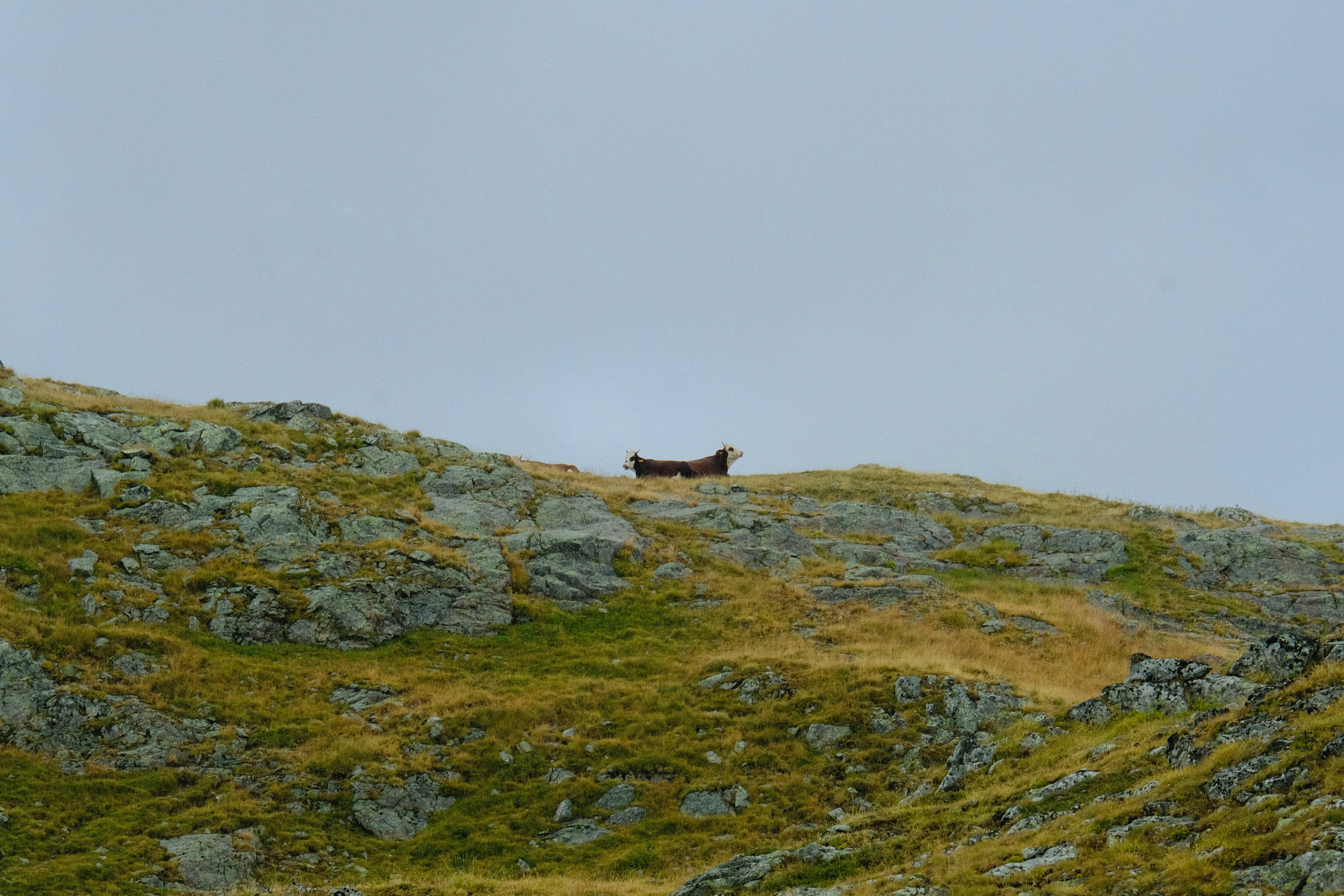 Isolated Stallion on a Weathered Moor