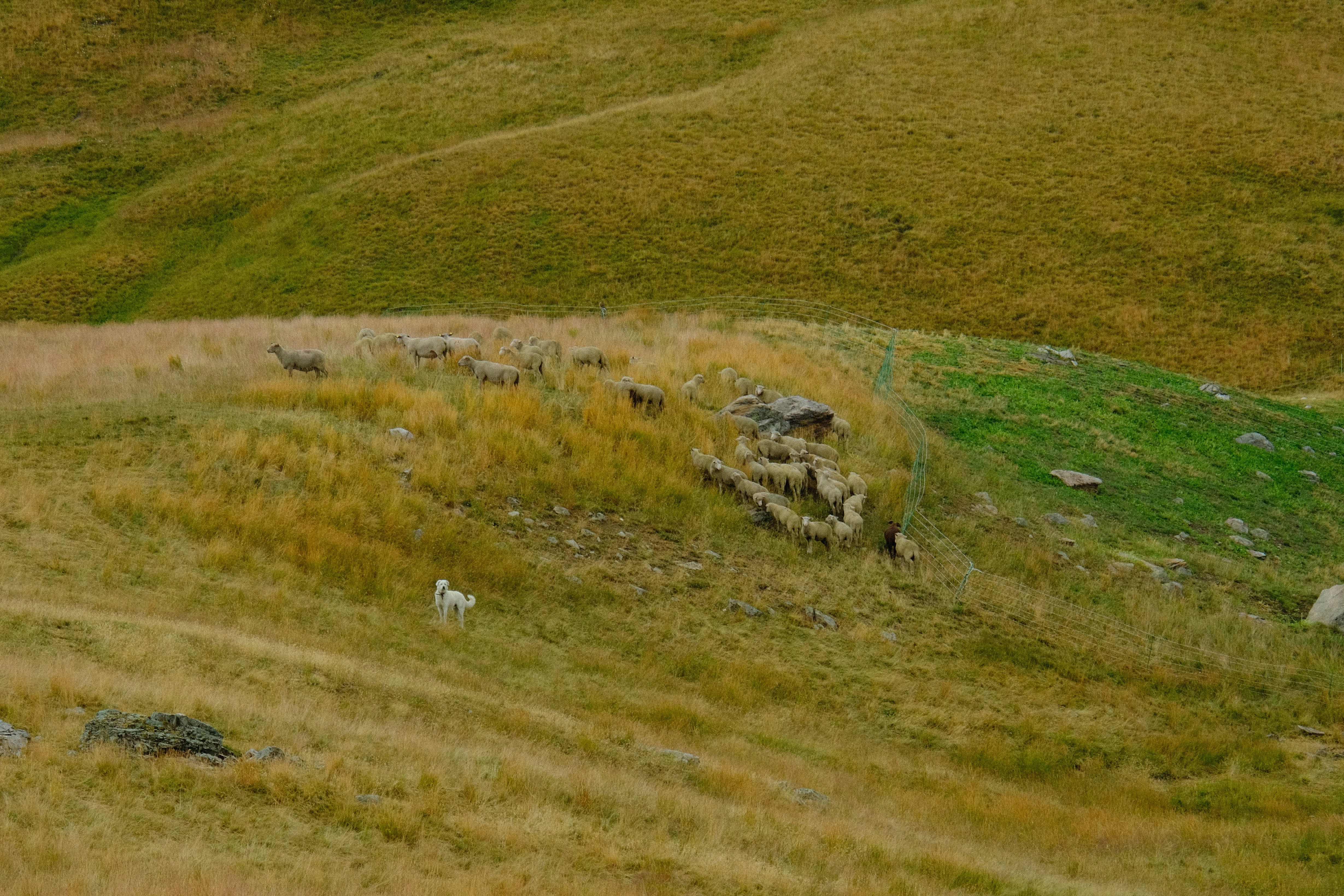 Grazing herd threading a hillside maze
