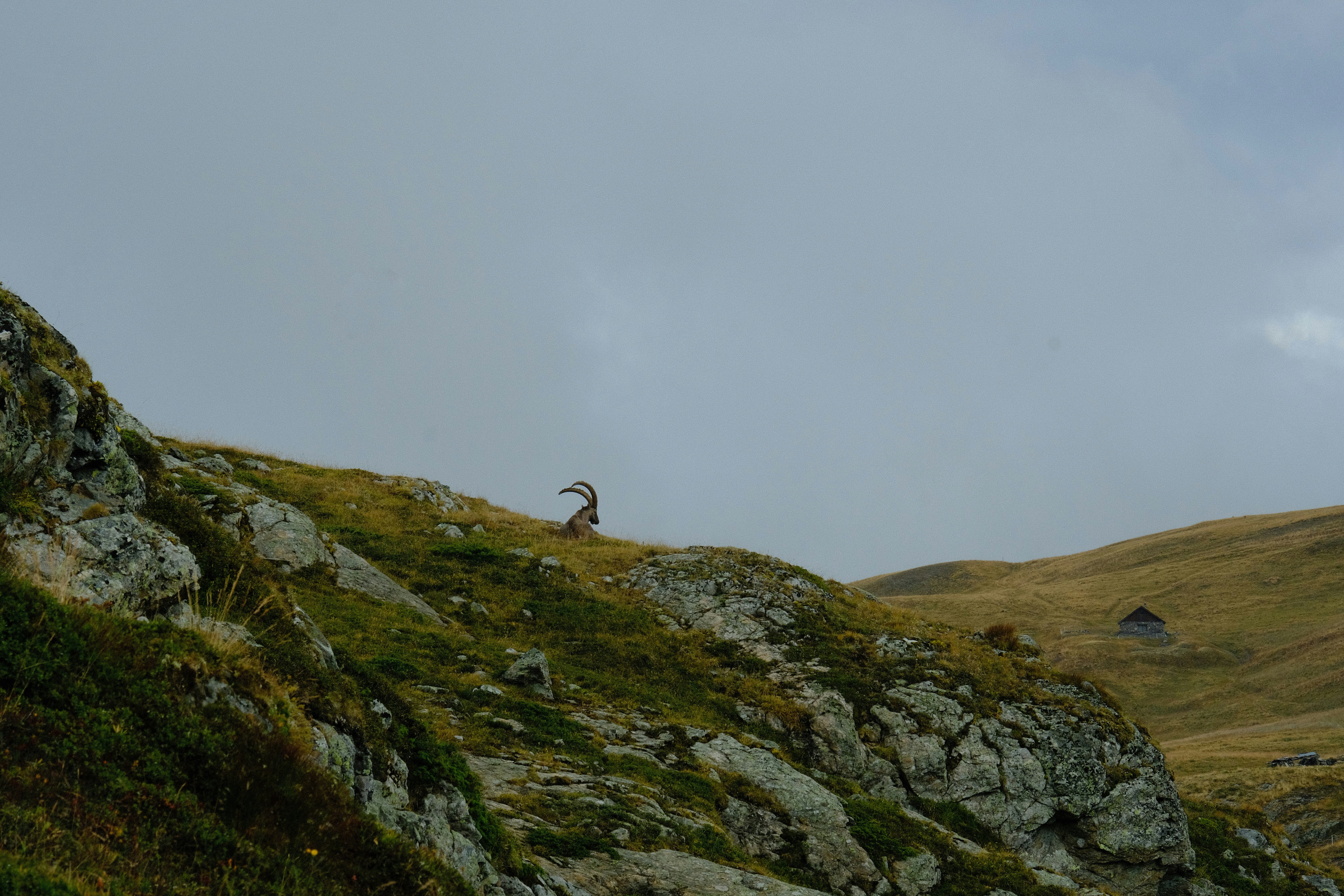 Sparse hillside with rocky outcrops and a lone ram standing near the crest, highlighting rugged terrain and pastoral isolation.