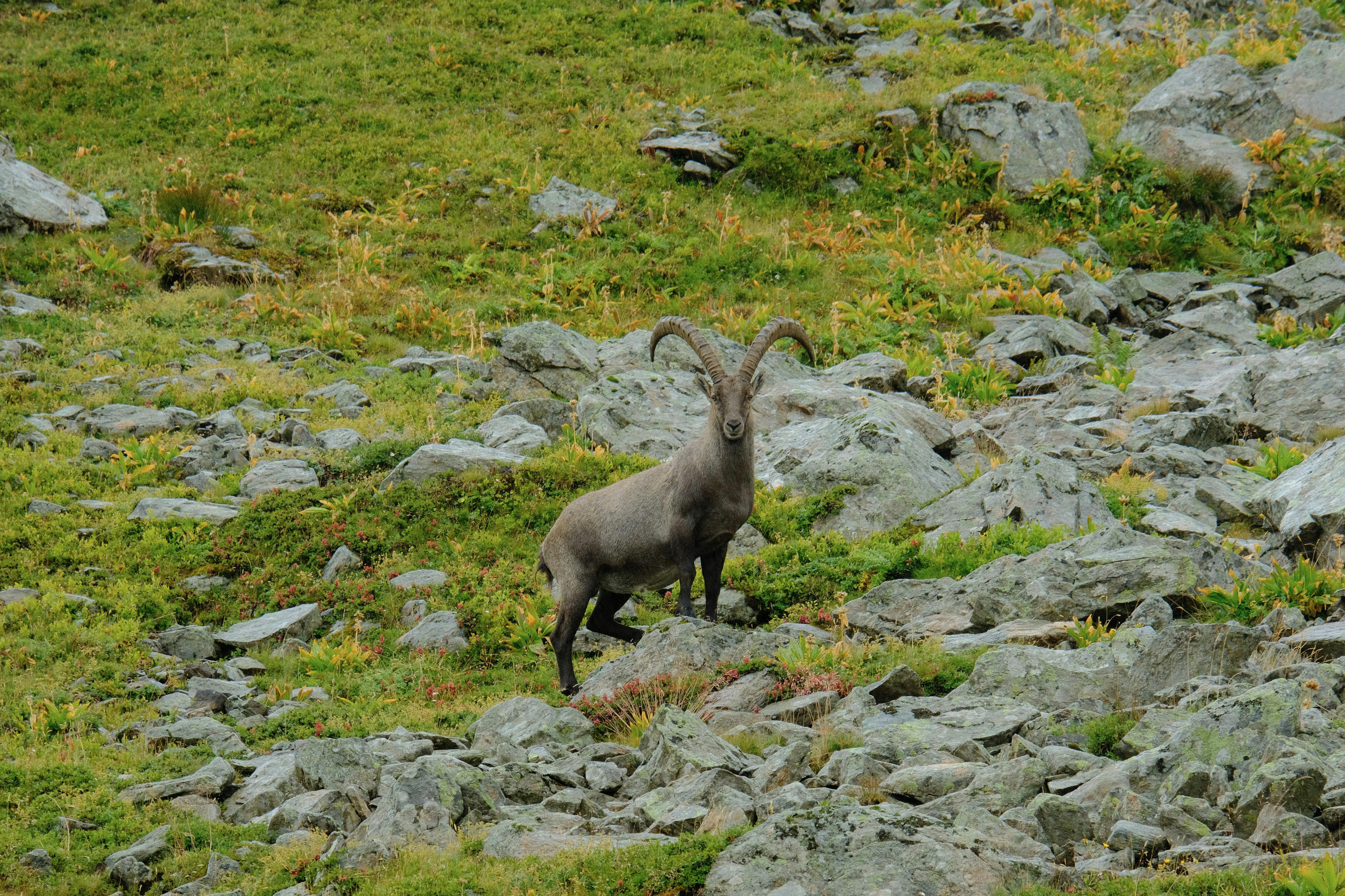  alpine ibex on a rocky slope amid wildflowers