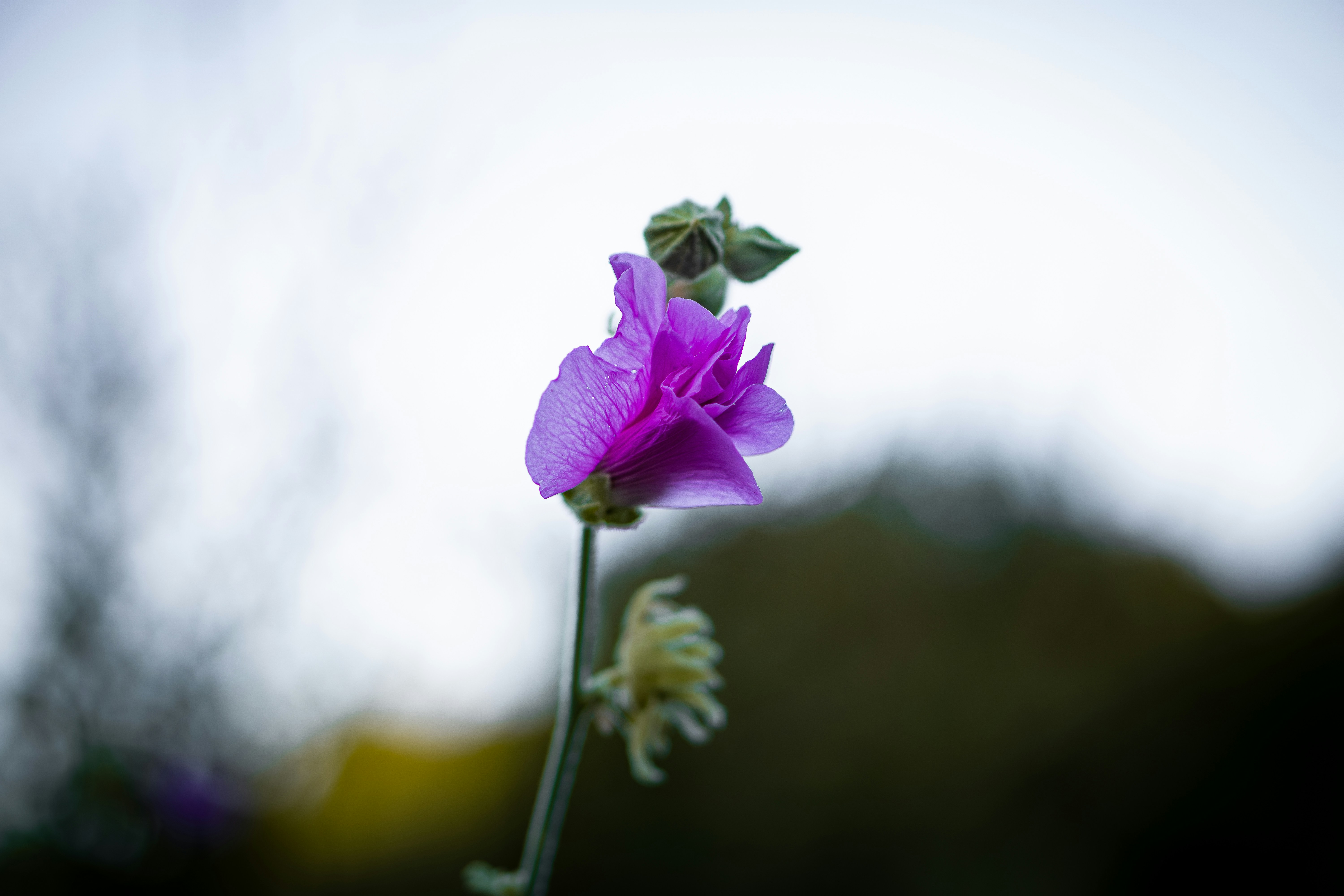 Purple bloom against a whispered horizon