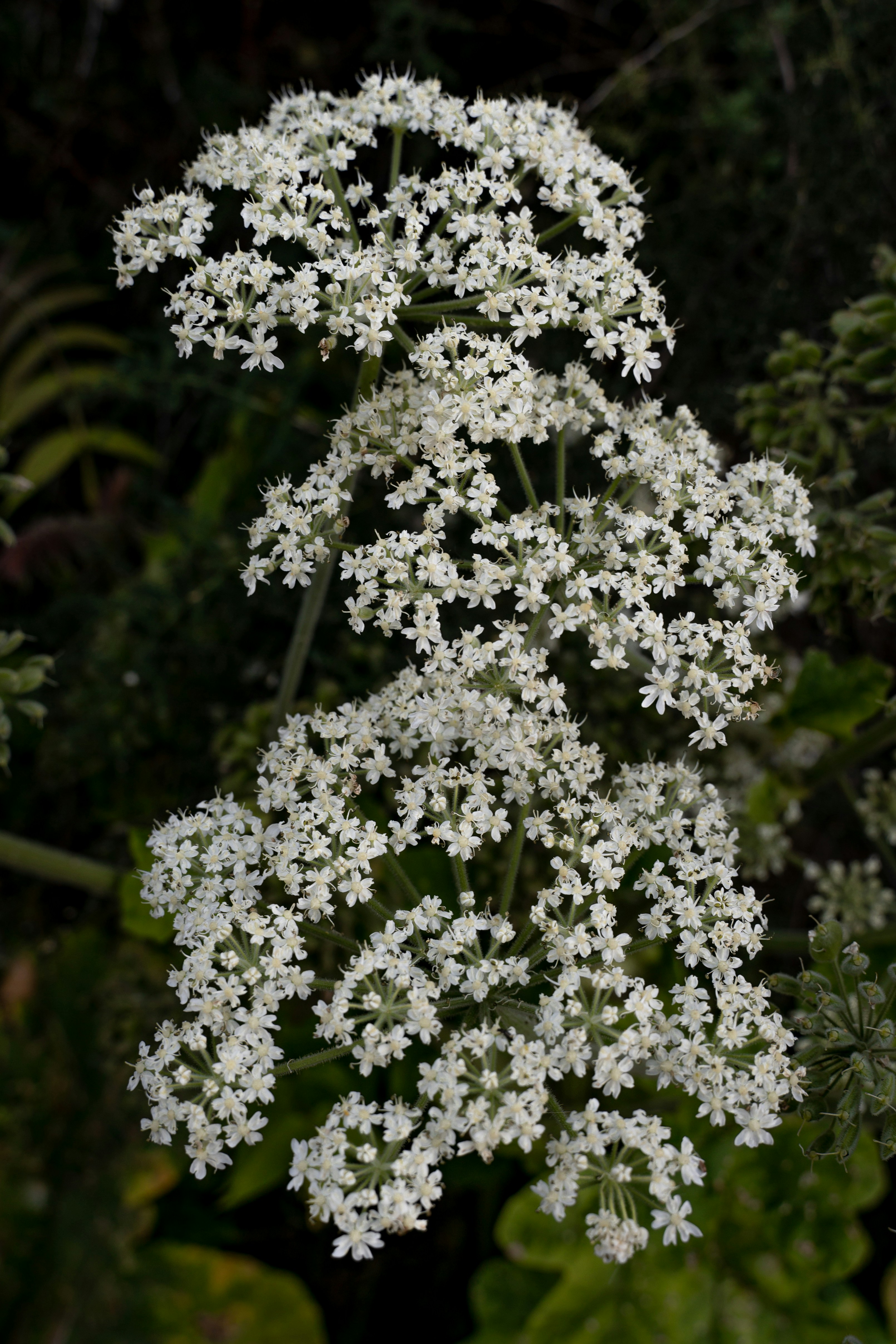 White Umbrella Clusters: Delicate Snowflower in a Shaded Border