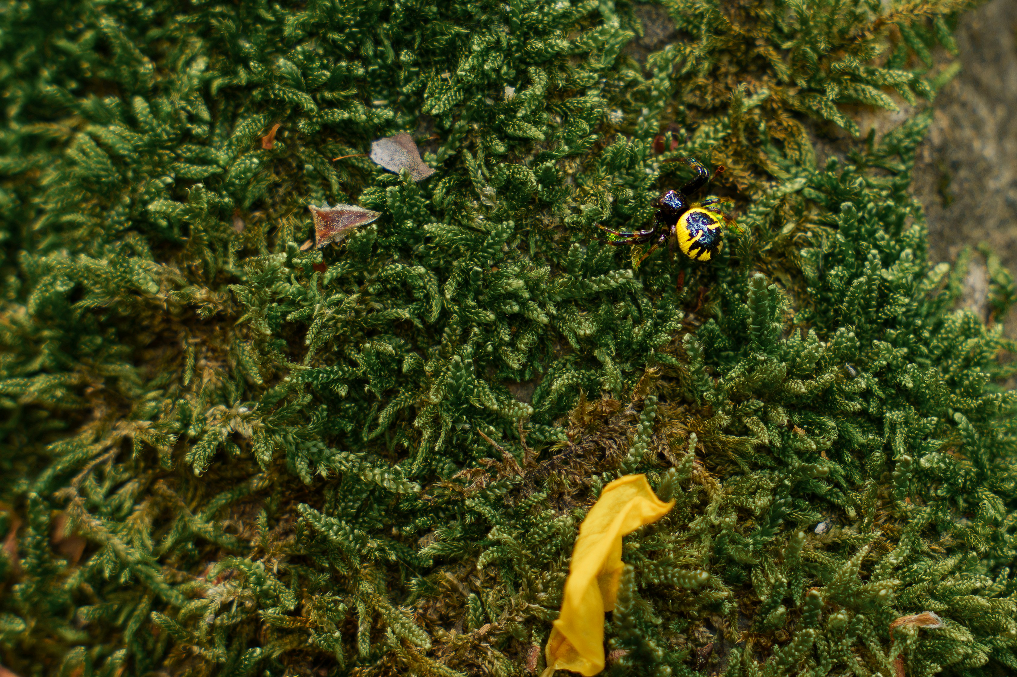 Bee on Mossy Green: A Moment of Hidden Color