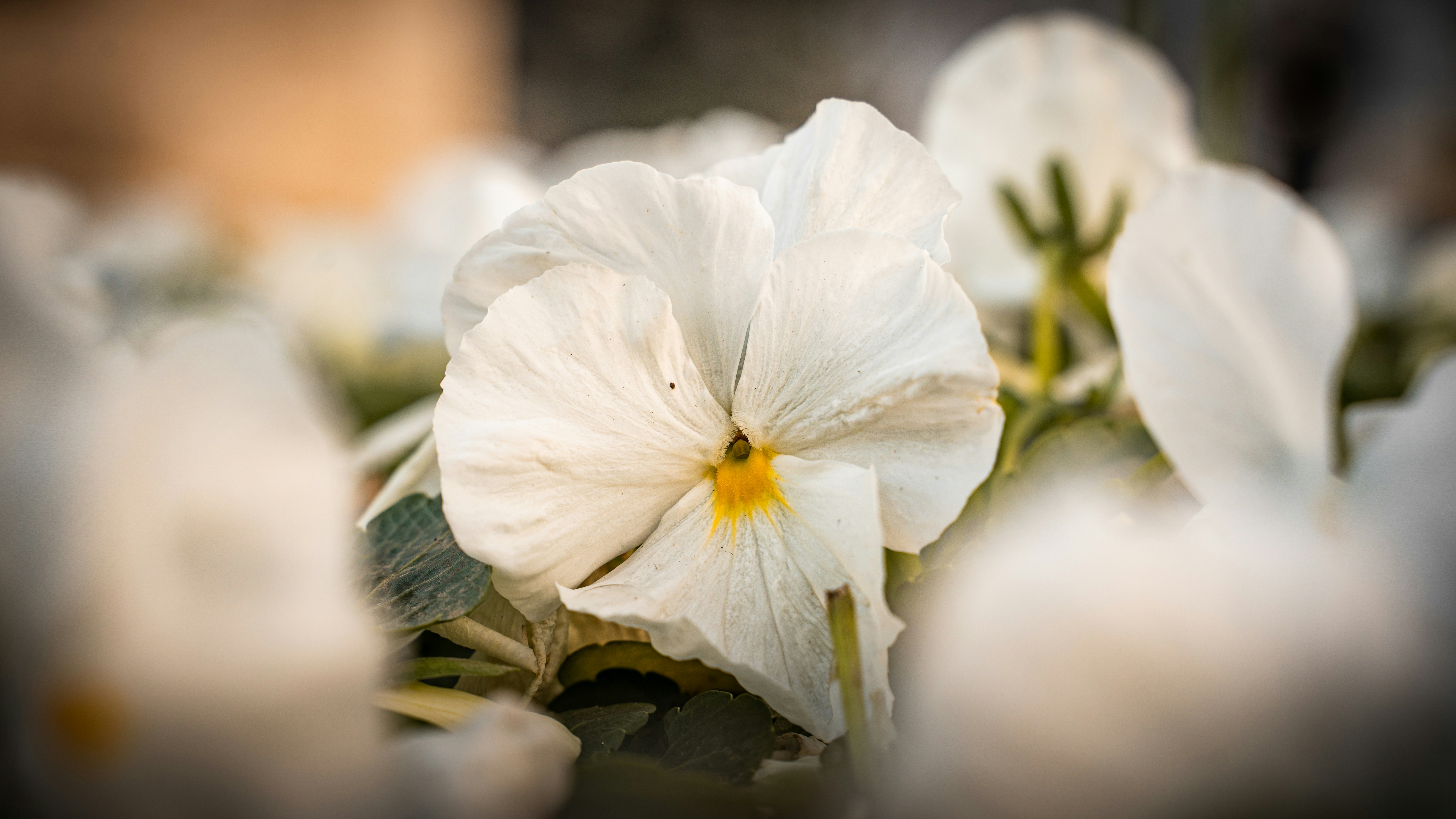 White Petal Center: A Quiet Bloom in Soft Focus